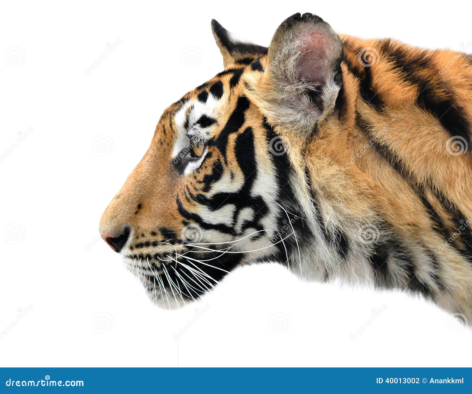 Bengal tiger face isolated stock photo. Image of white - 40013002