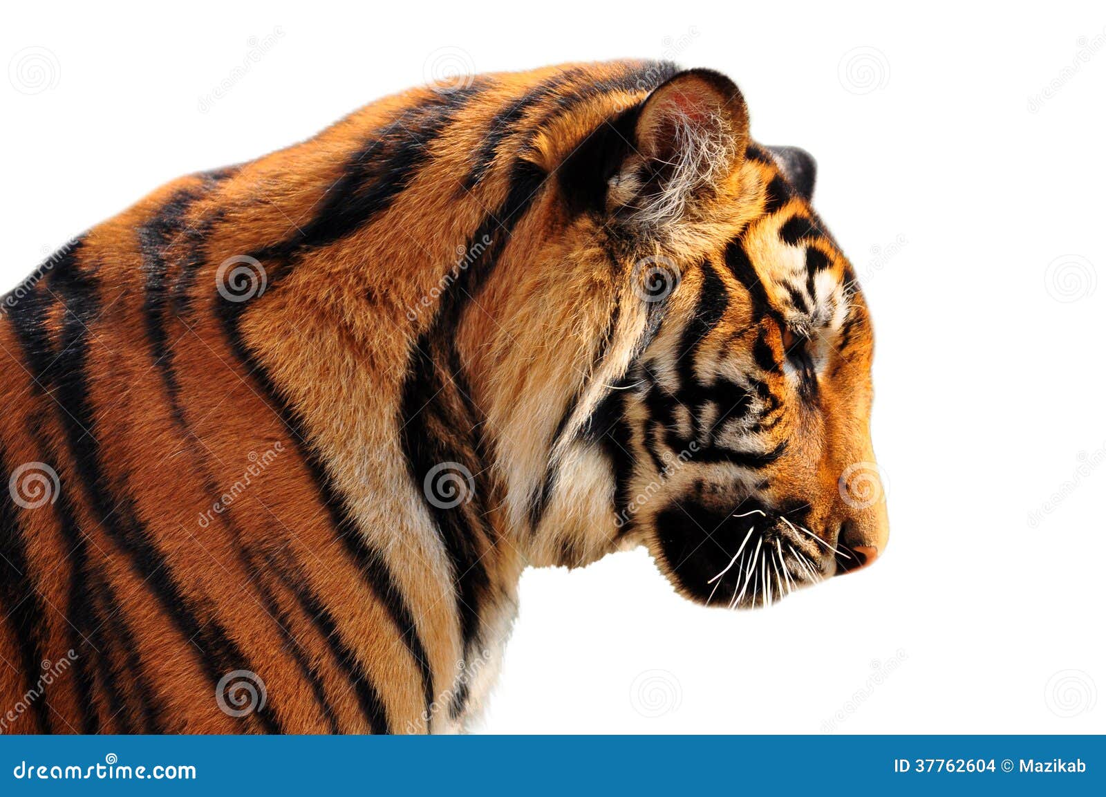 Bengal tiger stock photo. Image of face, asia, jungle - 37762604