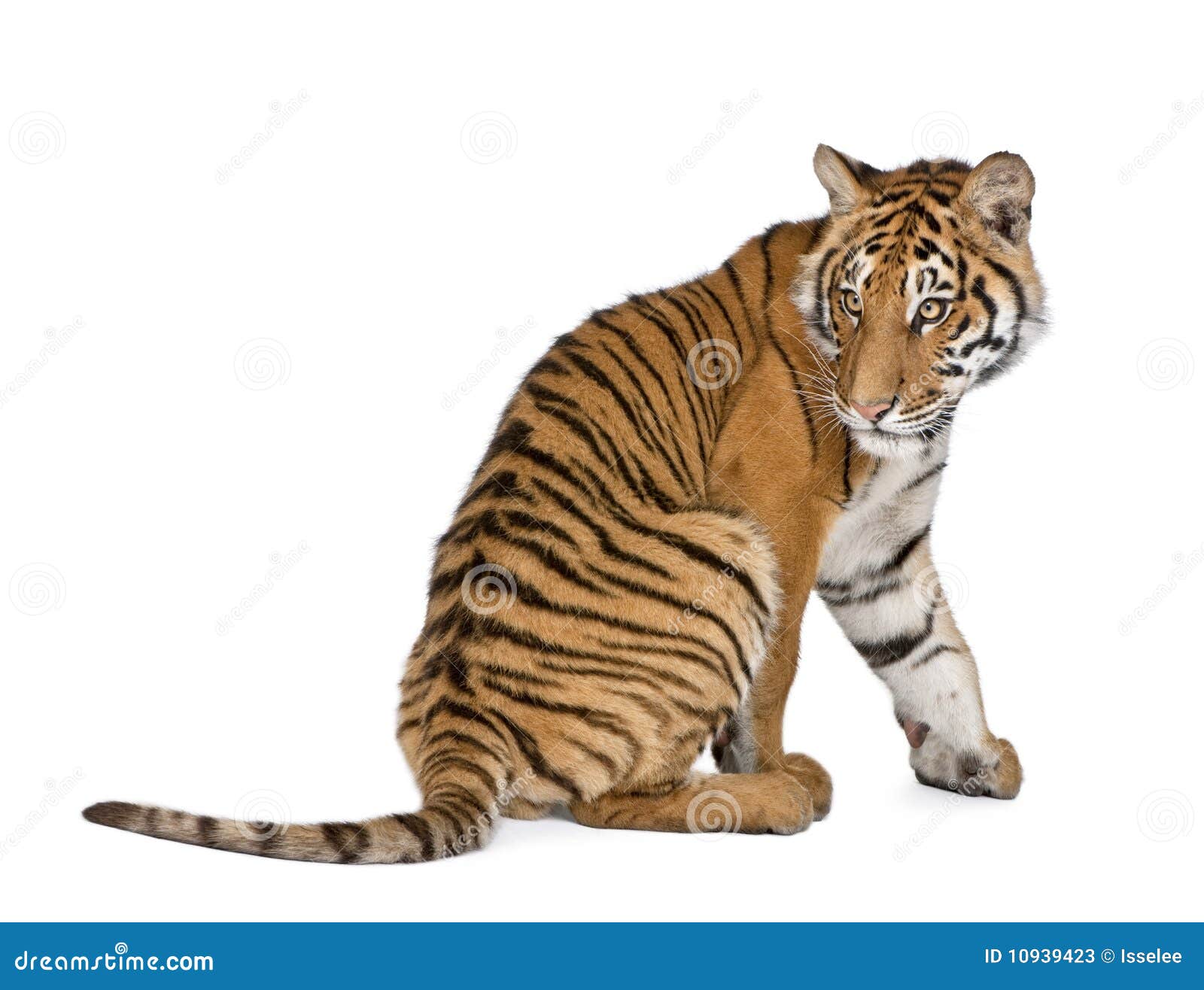 Tiger Front Back Side Stock Photos - Free & Royalty-Free Stock Photos ...
