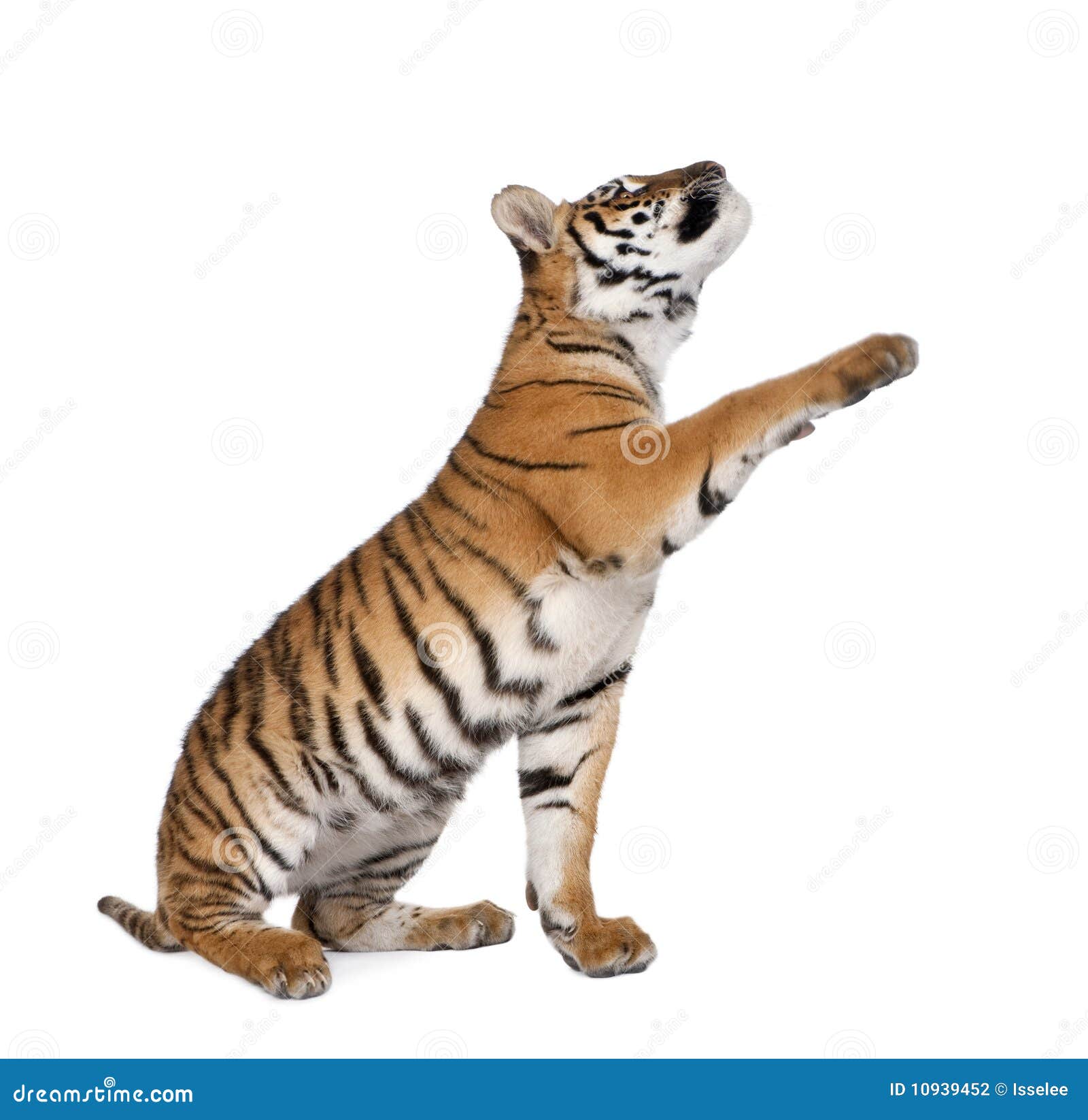 White Tiger Arm Stock Photos - Free & Royalty-Free Stock Photos from ...