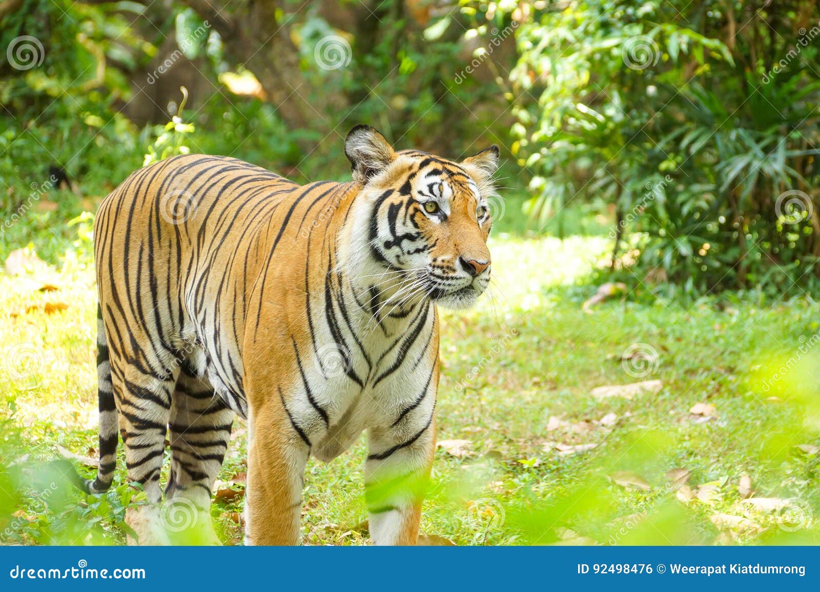 Bengal Tiger stock photo. Image of hunter, india, grown - 92498476
