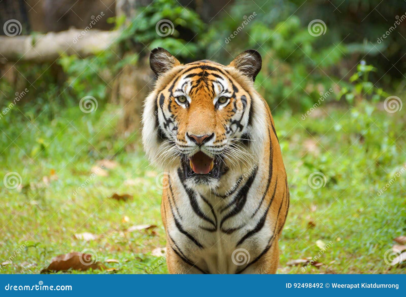 Bengal Tiger stock photo. Image of asia, tiger, carnivore - 92498492