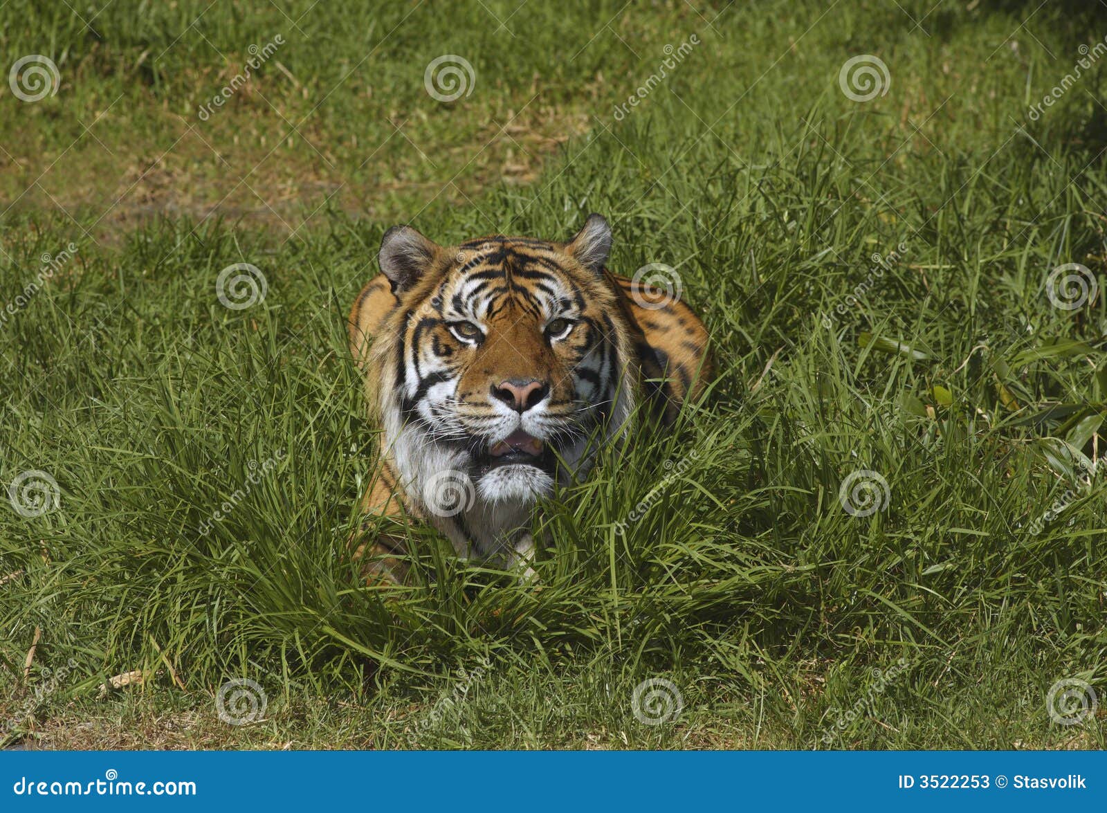 Bengal Tiger in the Grass 2 Stock Image - Image of bengalensis, look ...