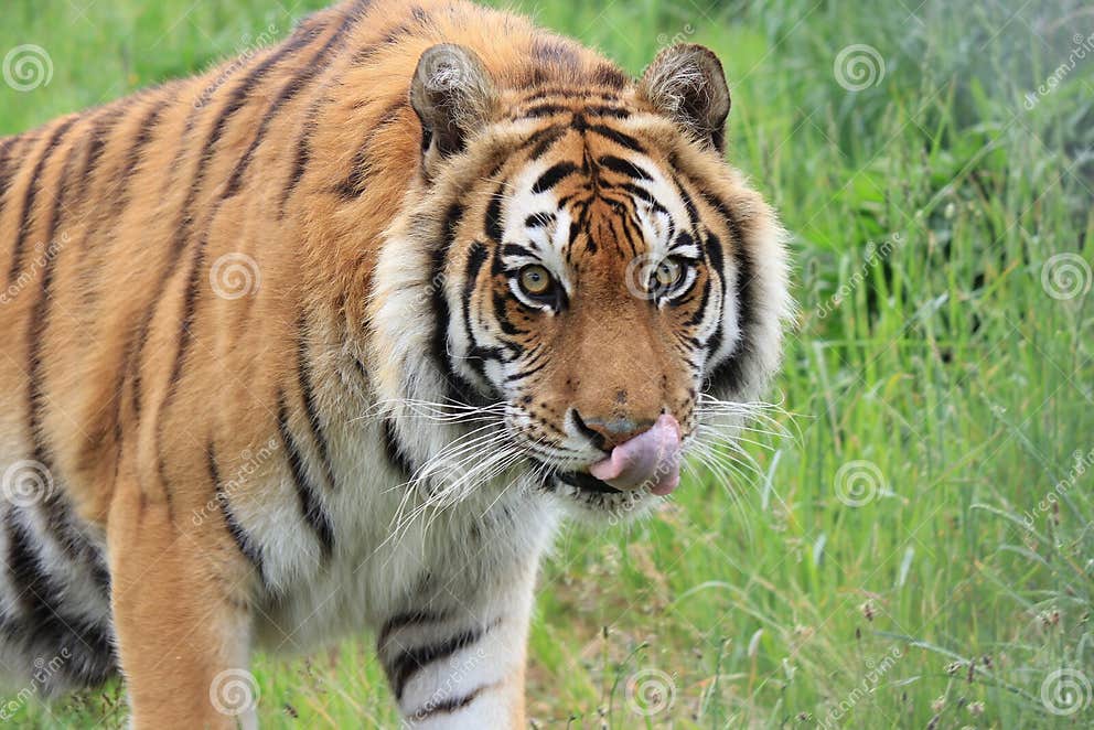 Bengal tiger in grass stock image. Image of cats, predator - 24812099