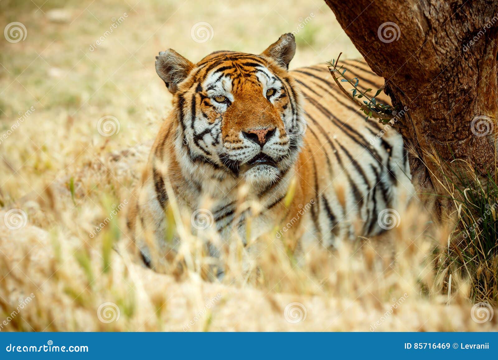 Bengal Tiger on Grass in Summer Day Stock Image - Image of beauty, head ...