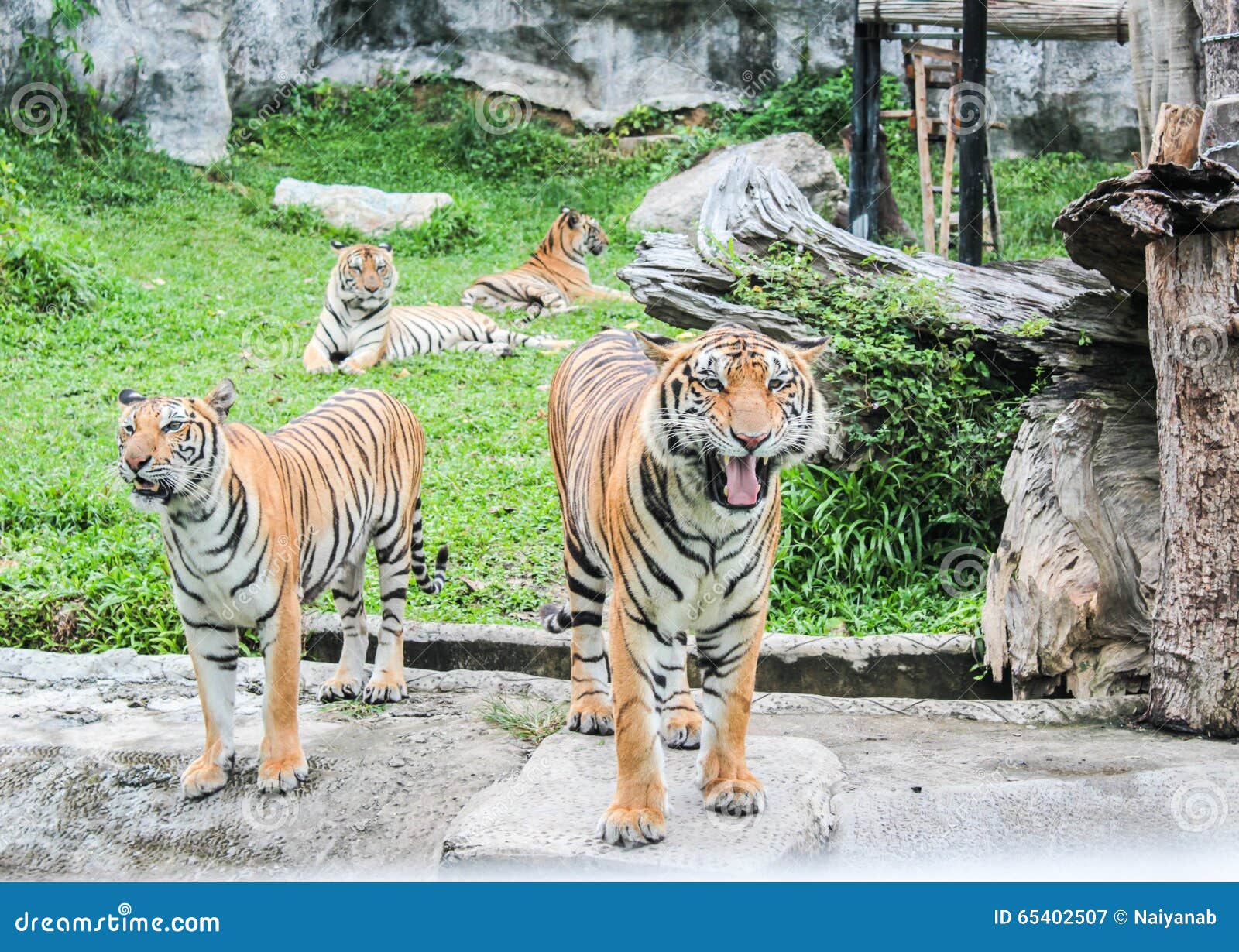 Bengal tiger stock image. Image of bengal, predator, hunter - 65402507