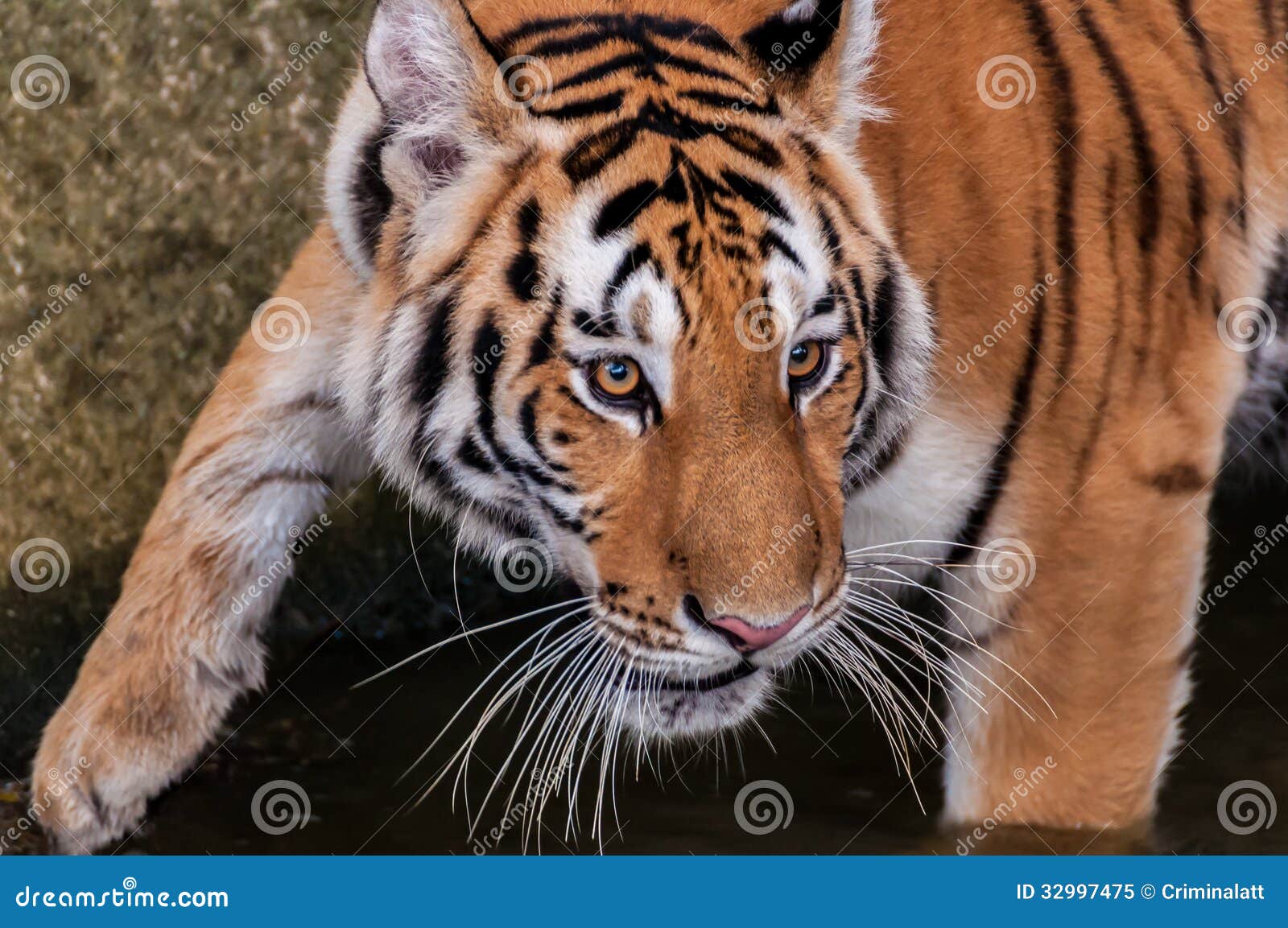 Bengal Tiger Head Close Up Royalty Free Stock Photo - Image: 32997475