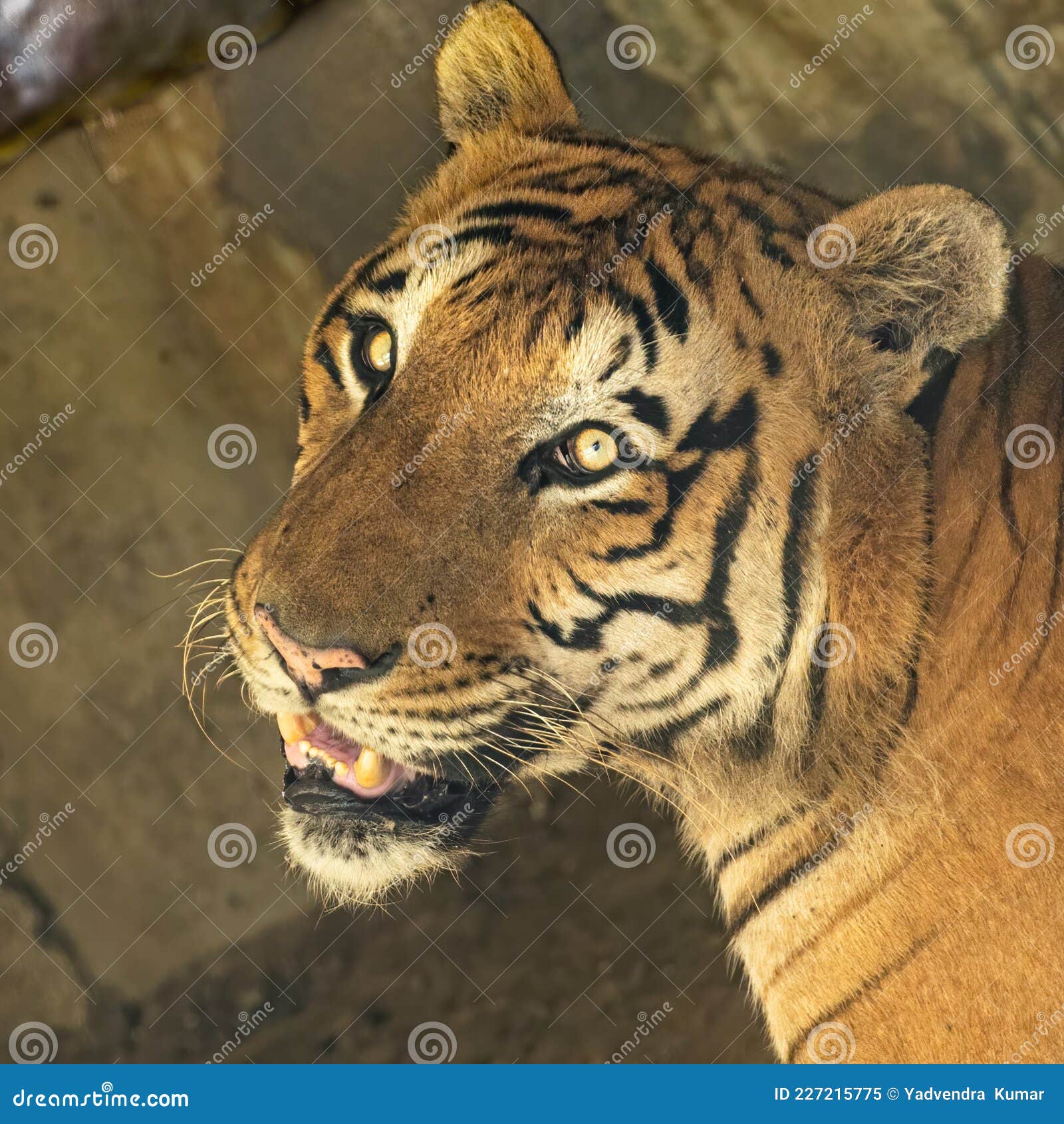 Bengal Tiger in his den stock image. Image of animal - 227215775