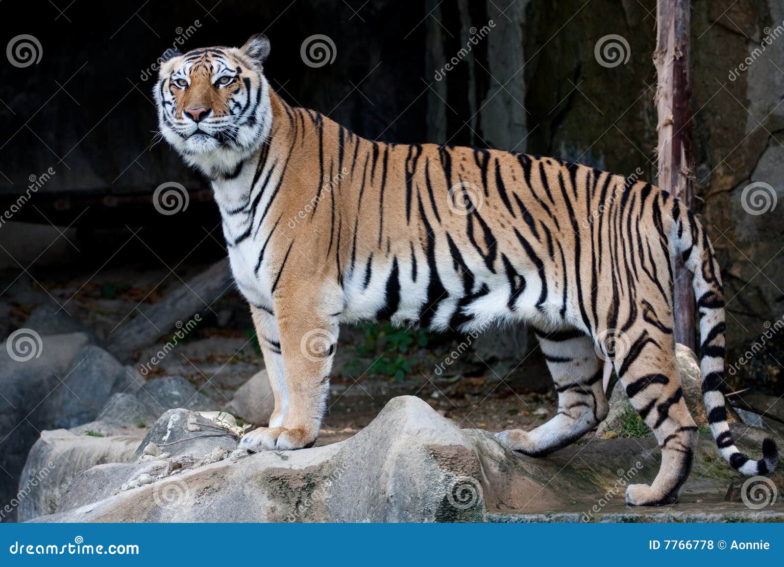 Bengal Tiger (Indian Tiger) Stock Photo - Image of park, fauna: 7766778