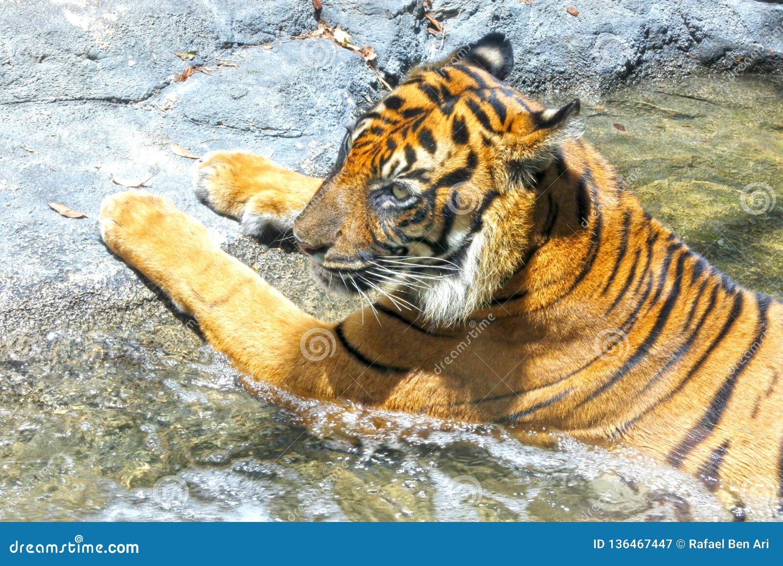 Bengal Tiger Inside a Water Stream Editorial Photography - Image of ...