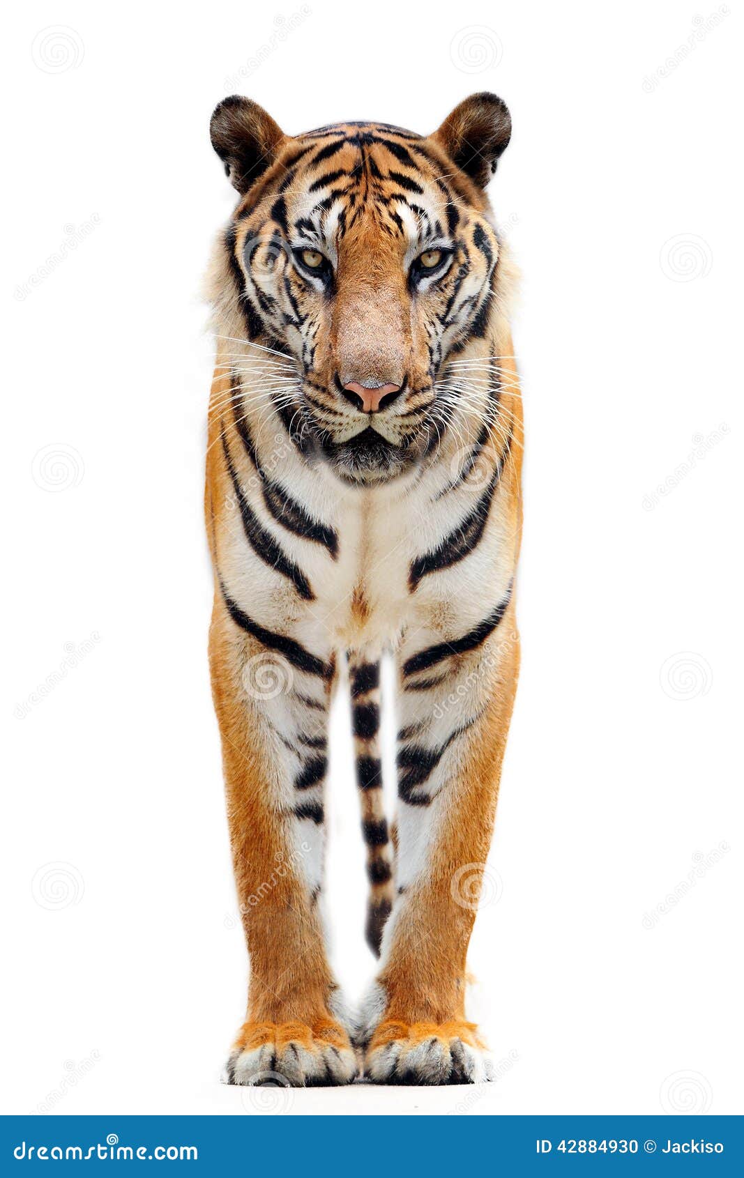 Tiger Isolated On Black Background - Siberian Tiger, Amur Tiger Royalty ...