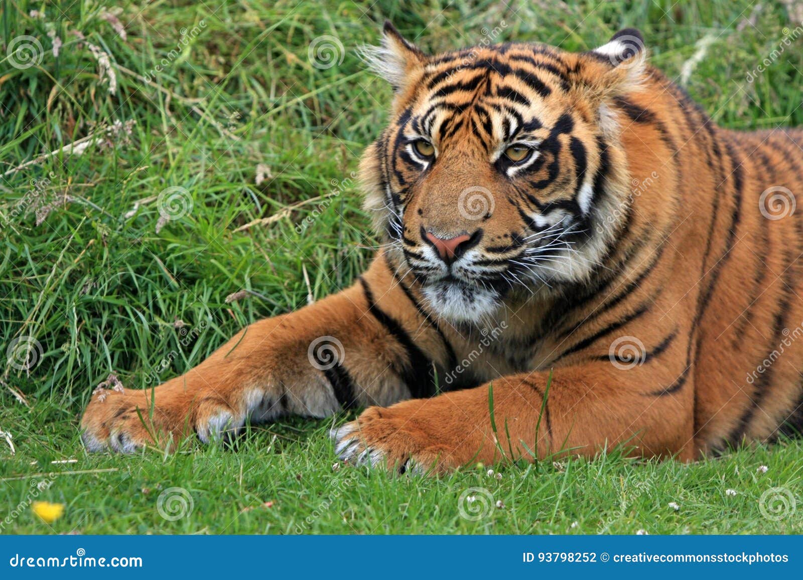 Bengal Tiger Laying In Green Grass At Daytime Picture. Image: 93798252
