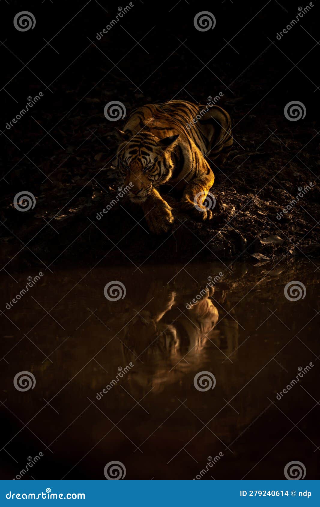 Bengal Tiger Lies Casting Reflection in Water Stock Photo - Image of ...