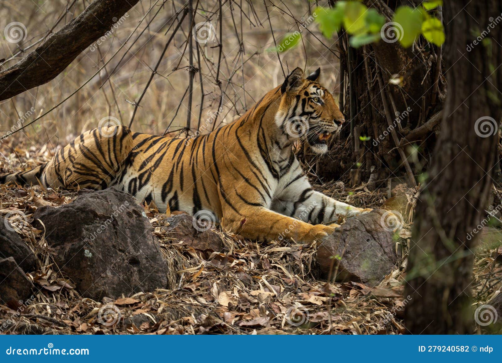 Bengal Tiger Lies Staring Ahead Under Trees Stock Photo - Image of ...