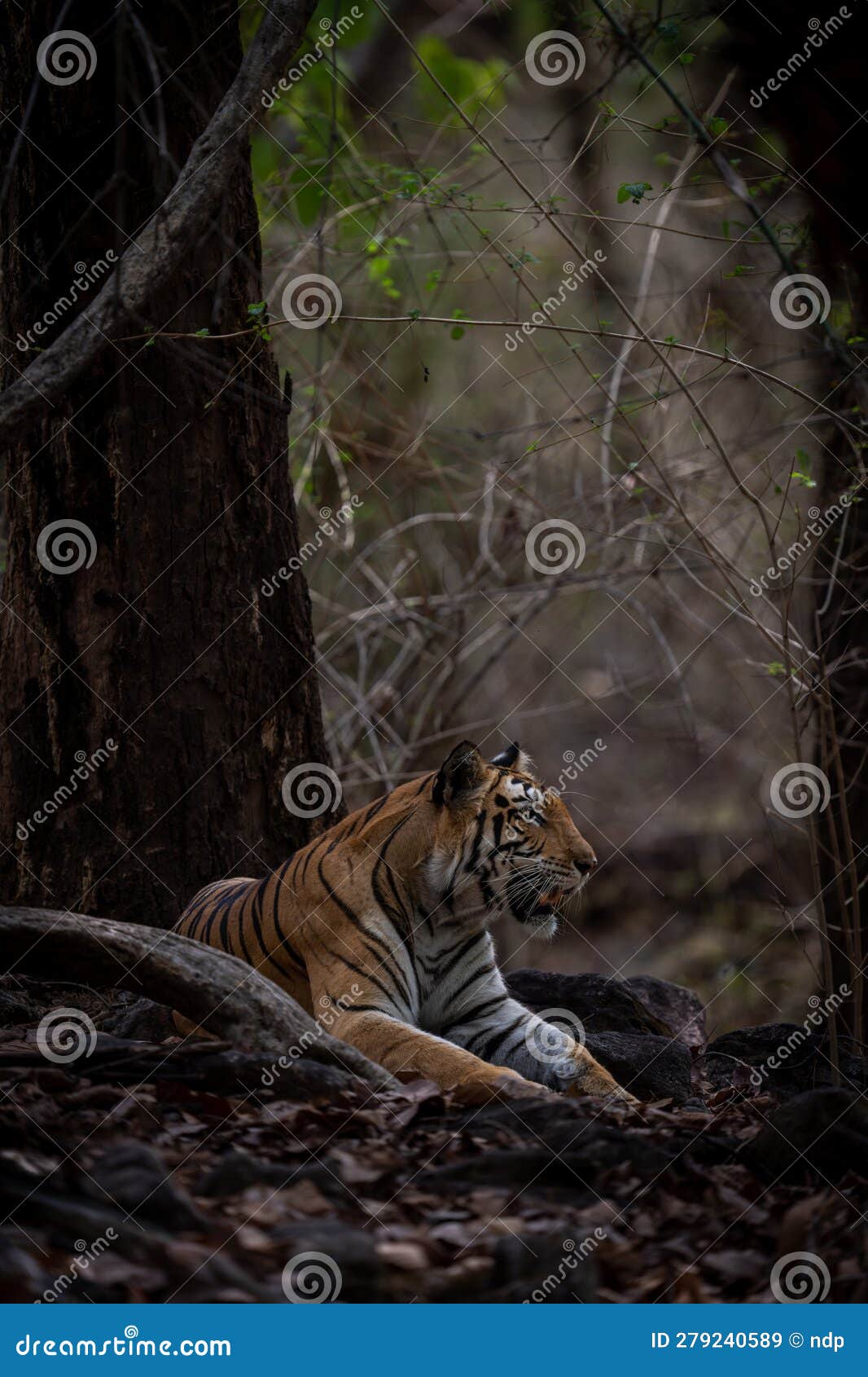 Bengal Tiger Lies Under Tree in Forest Stock Image - Image of pradesh ...