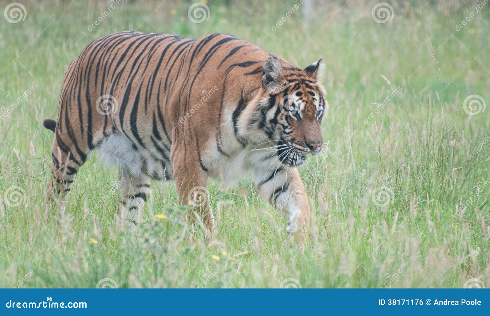 Bengal Tiger stock photo. Image of long, grassland, wildlife - 38171176