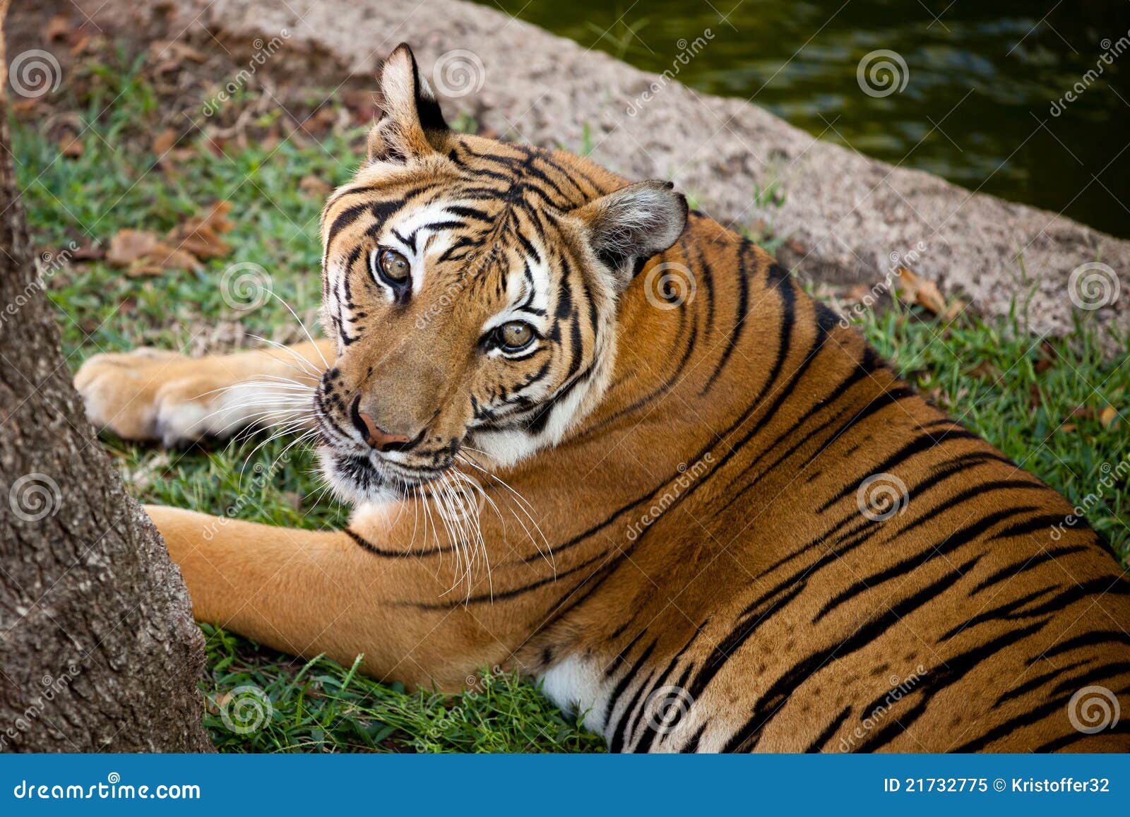 Tiger Looking At Camera. Portrait. Vertical. Royalty-Free Stock ...