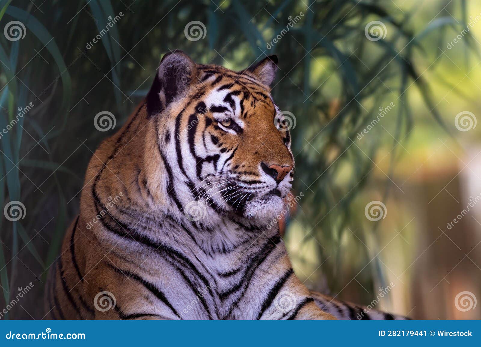 Bengal Tiger Lying in a Lush Grass Stock Image - Image of spotted ...