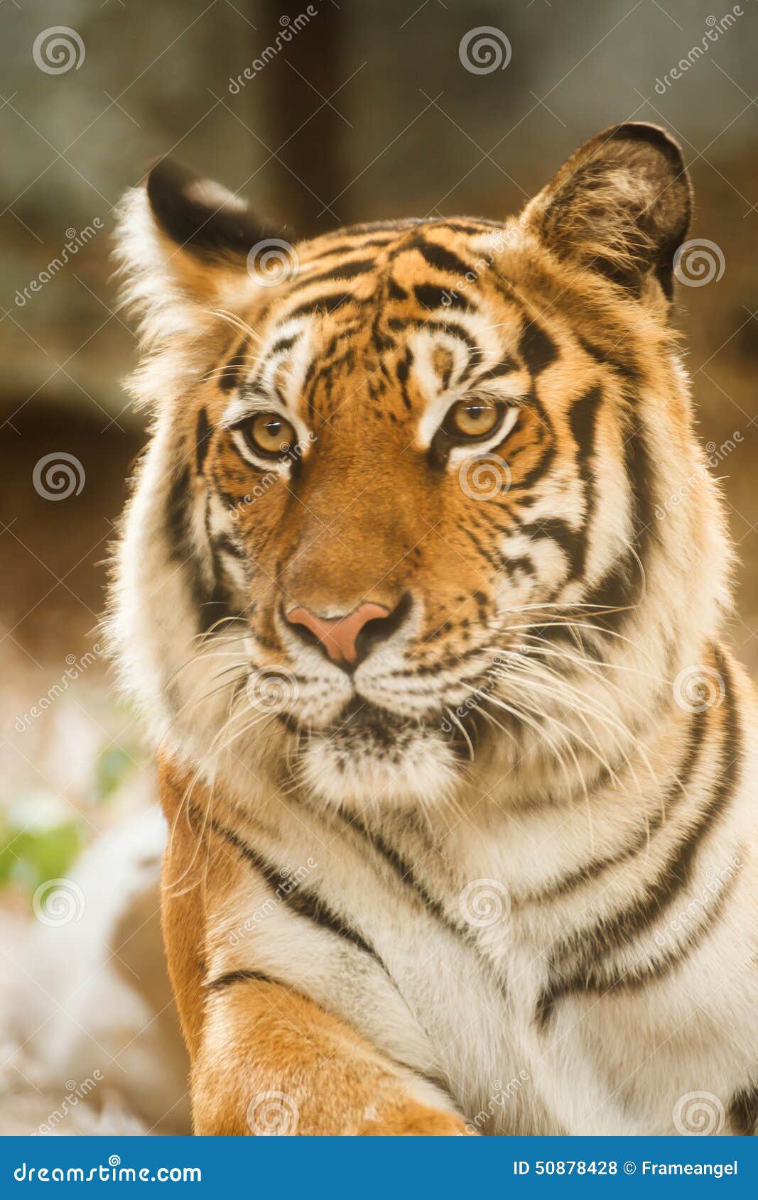 Bengal Tiger, Lying, Relax, and Watching on the Ground Stock Photo ...