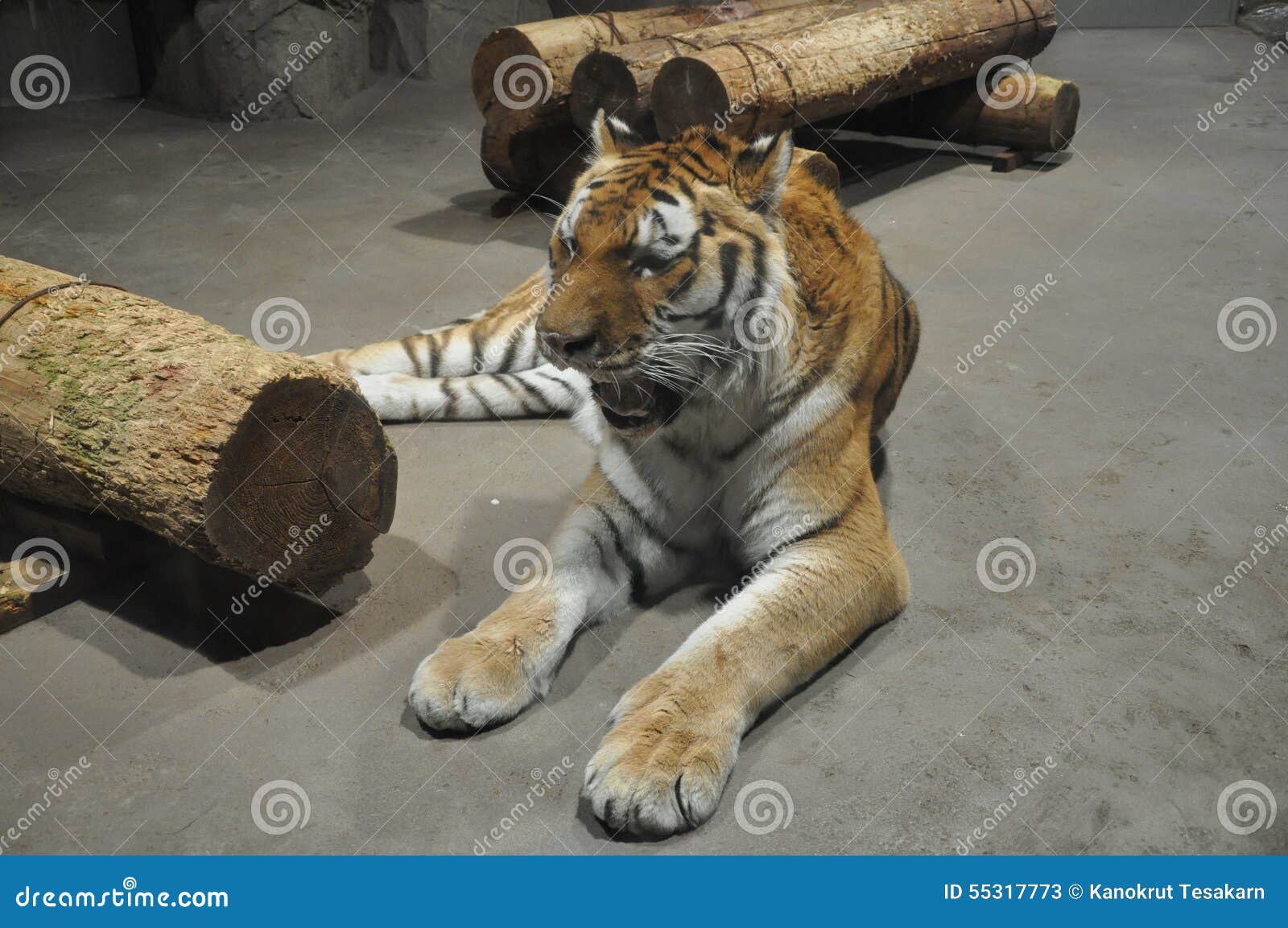 Bengal Tiger stock image. Image of maruyama, japan, sapporo - 55317773