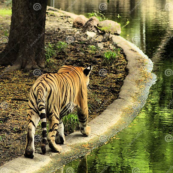 Bengal Tiger stock image. Image of brown, bengal, paws - 50822167