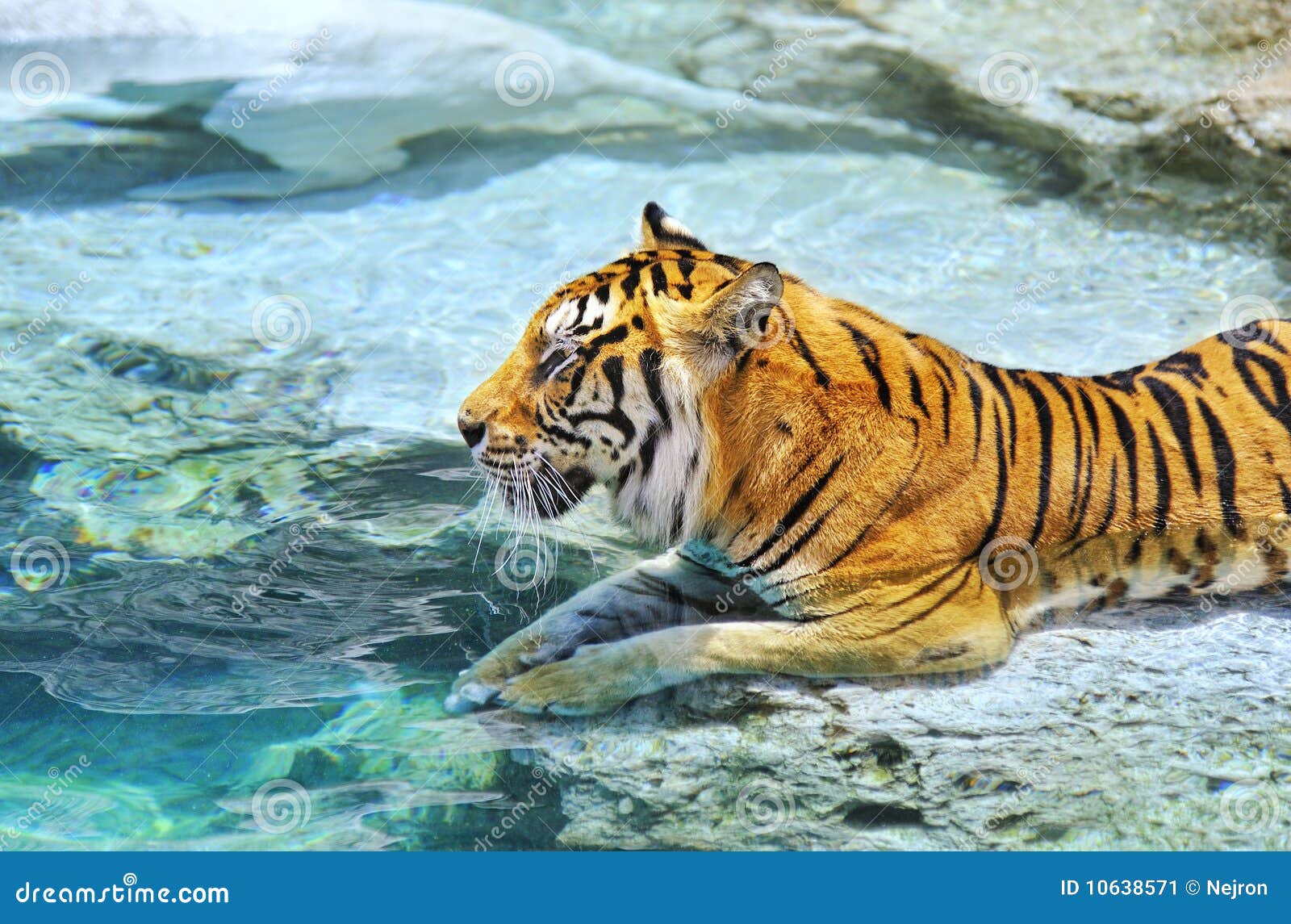 Bengal Tiger Near the Water Stock Image - Image of predator, relax ...