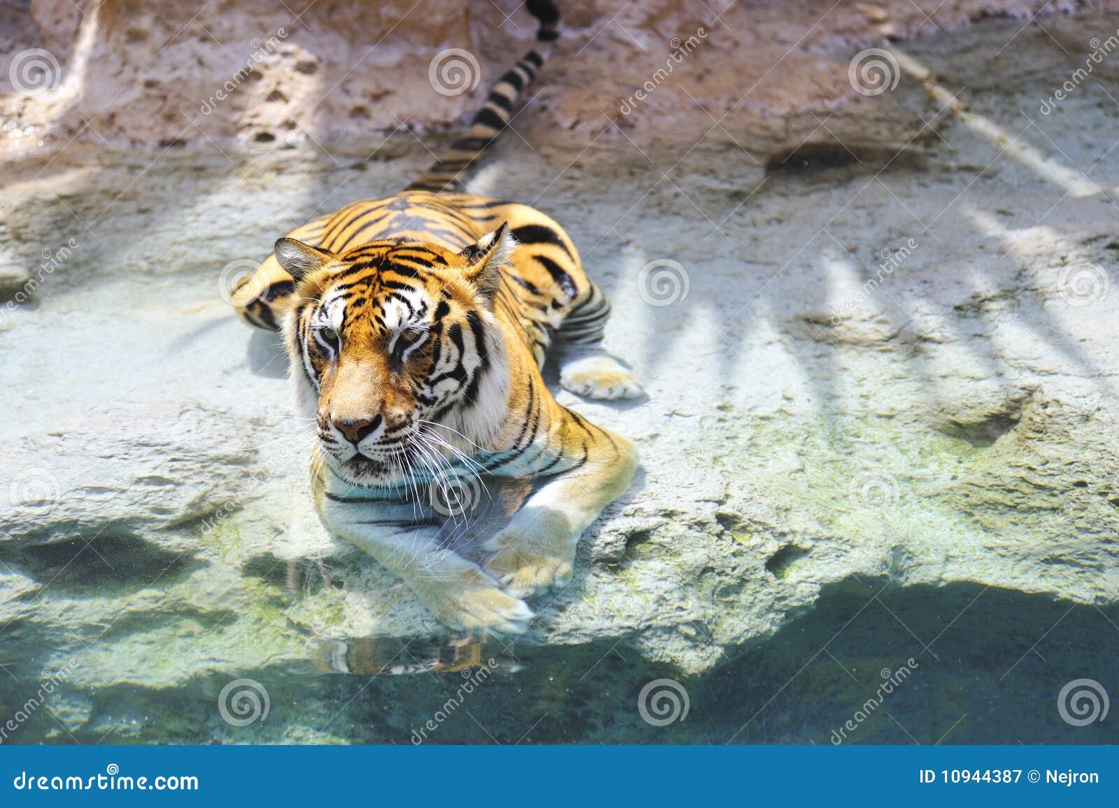 Bengal Tiger Near the Water Stock Image - Image of large, mammal: 10944387