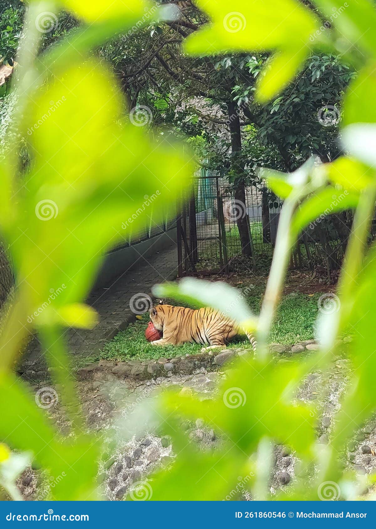 Bengal Tiger is Playing Ball Stock Photo - Image of wild, animal: 261860546