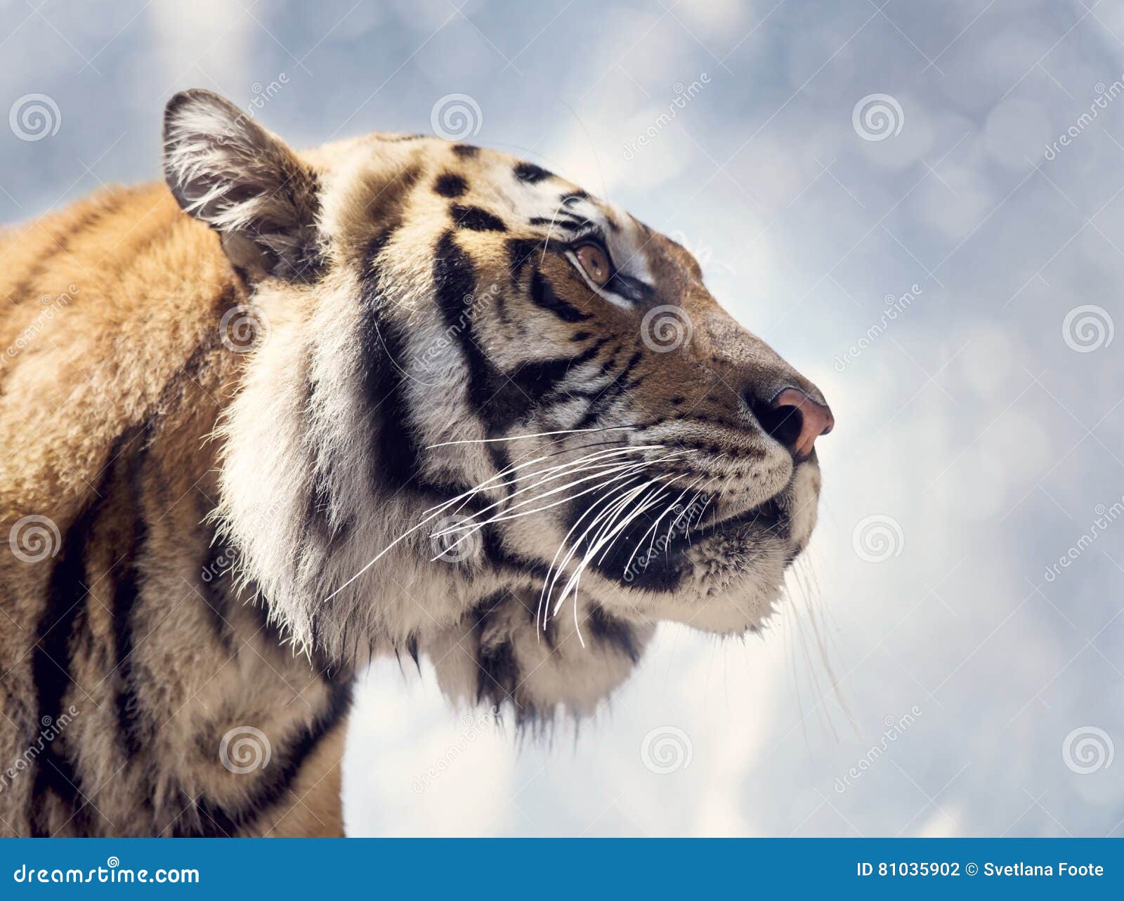 Tiger, Portrait Of A Bengal Tiger. Stock Photography | CartoonDealer ...