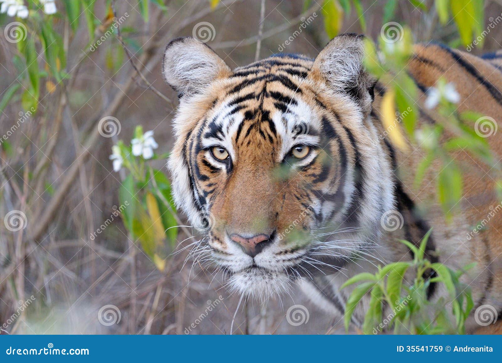 Bengal Tiger stock image. Image of iucn, exotic, endangered - 35541759