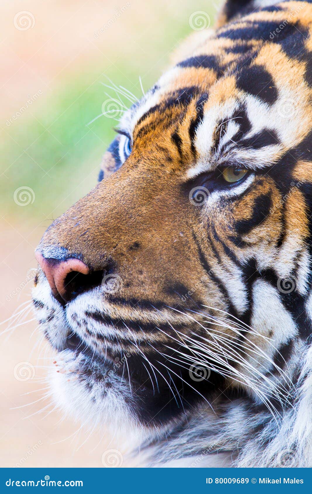 Bengal Tiger portrait stock image. Image of portrait - 80009689