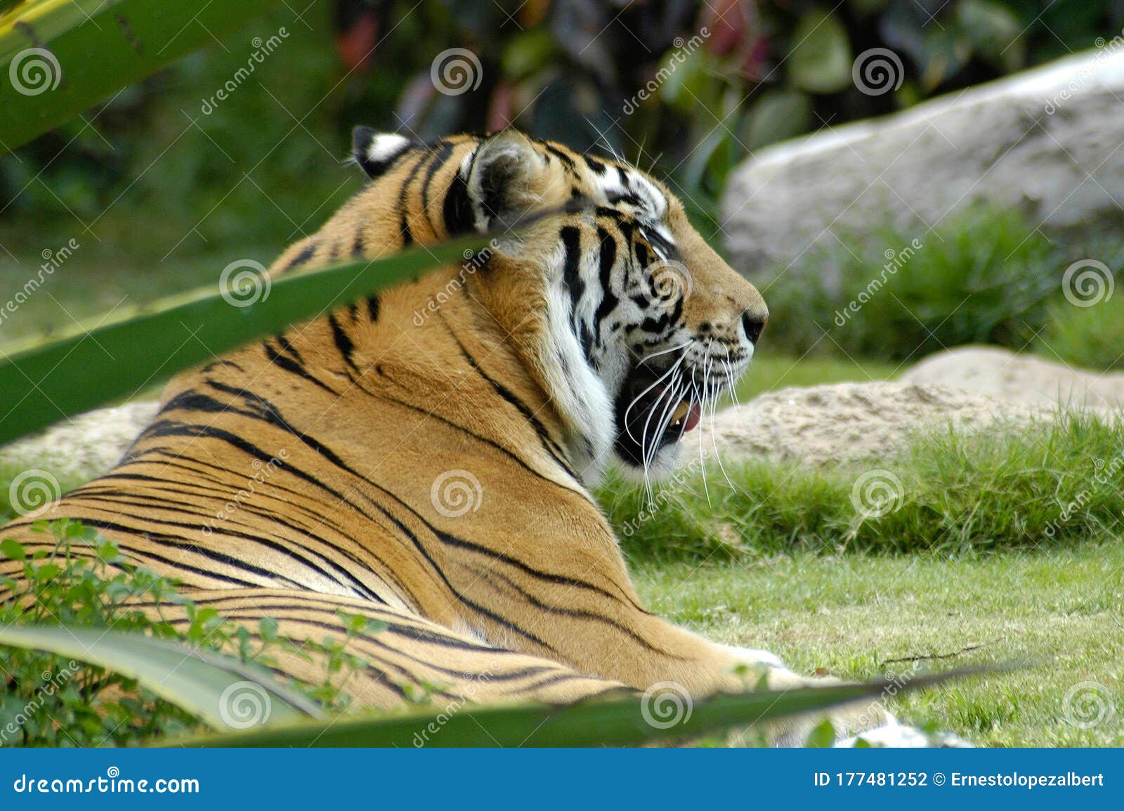 Bengal tiger in profile stock photo. Image of face, beauty - 177481252