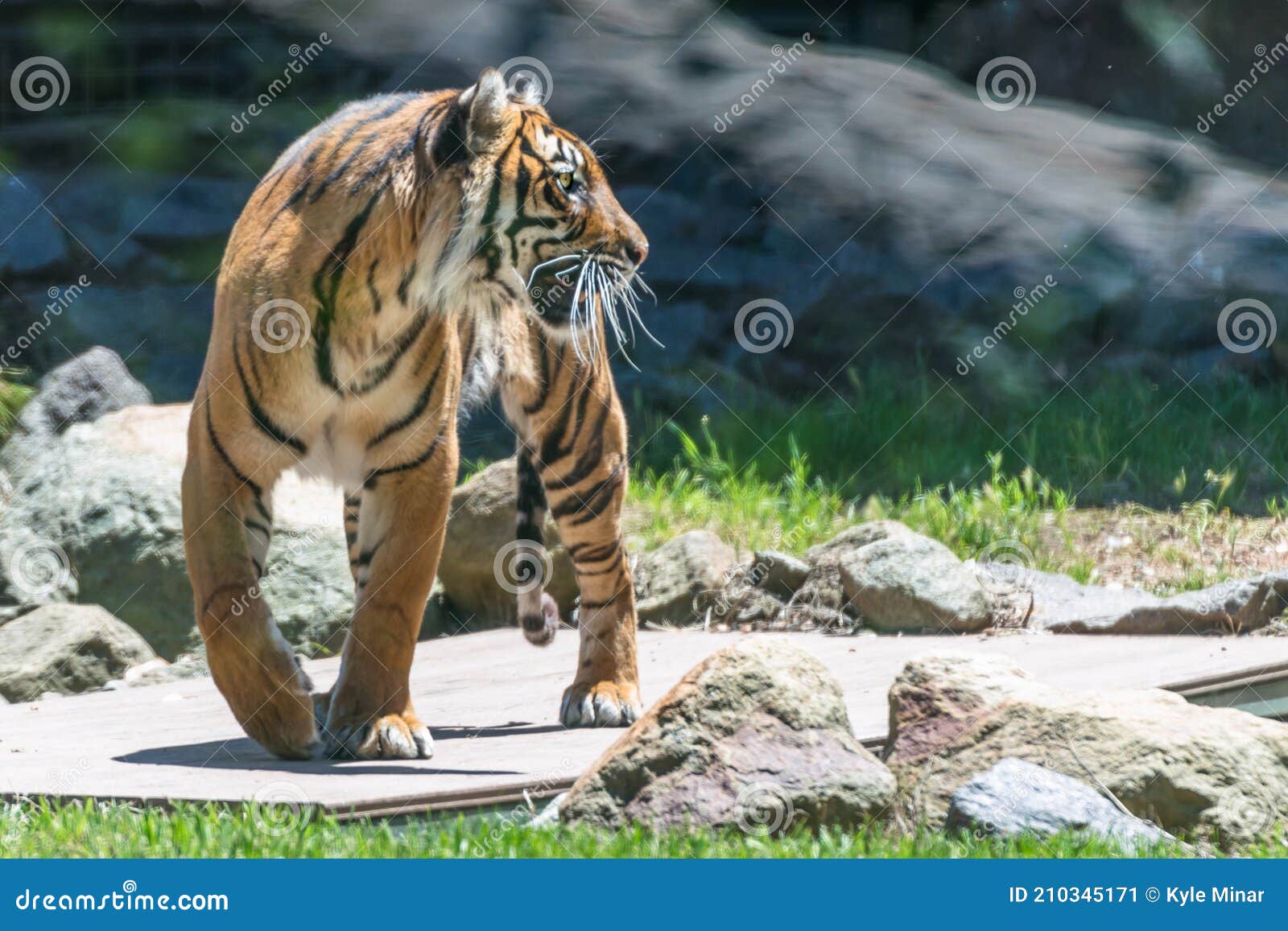 Bengal Tiger on the Prowl stock image. Image of tiger - 210345171