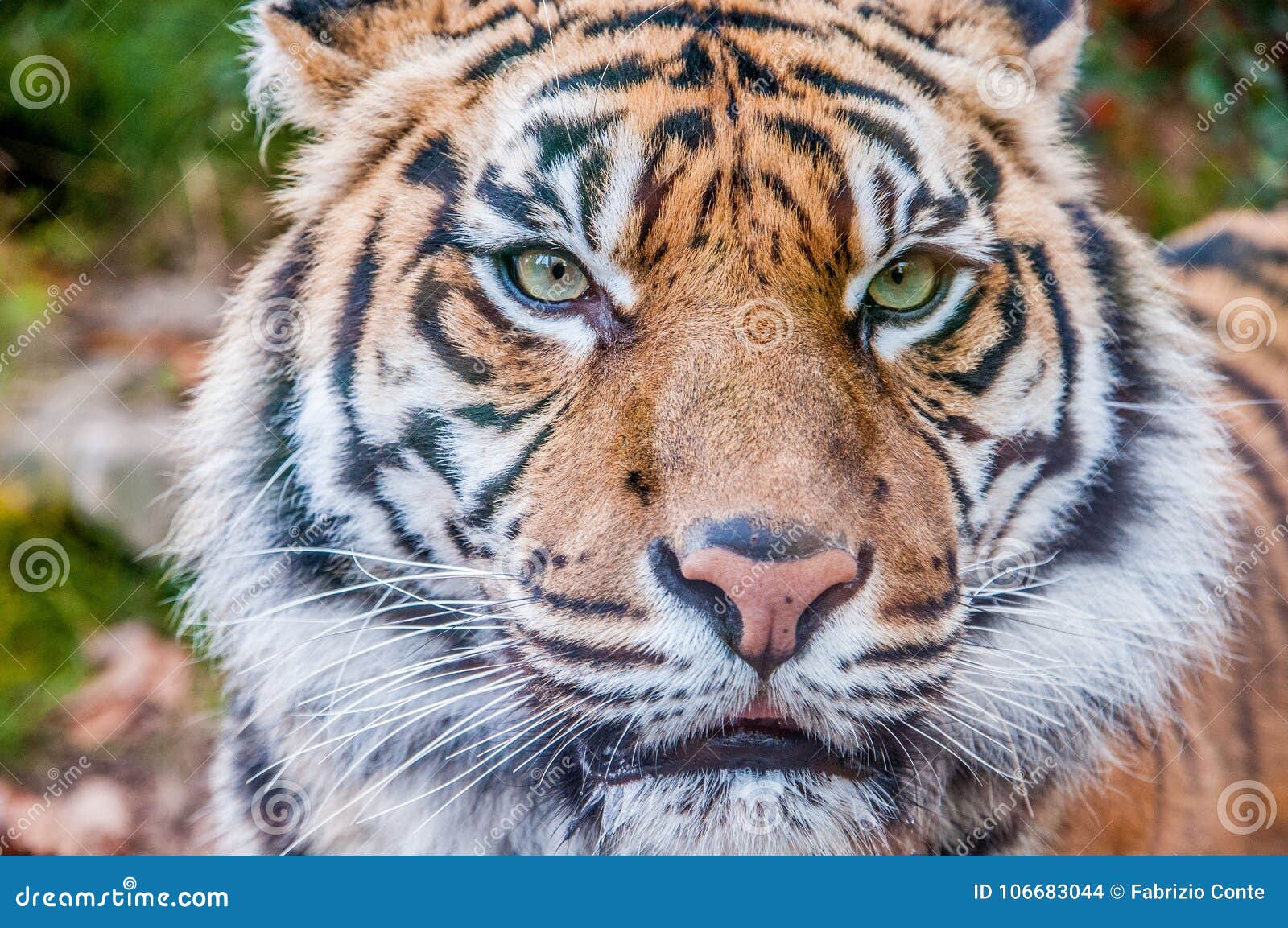 Bengal Tiger, Queen of Forest, Tiger Mask Stock Photo - Image of eyes ...
