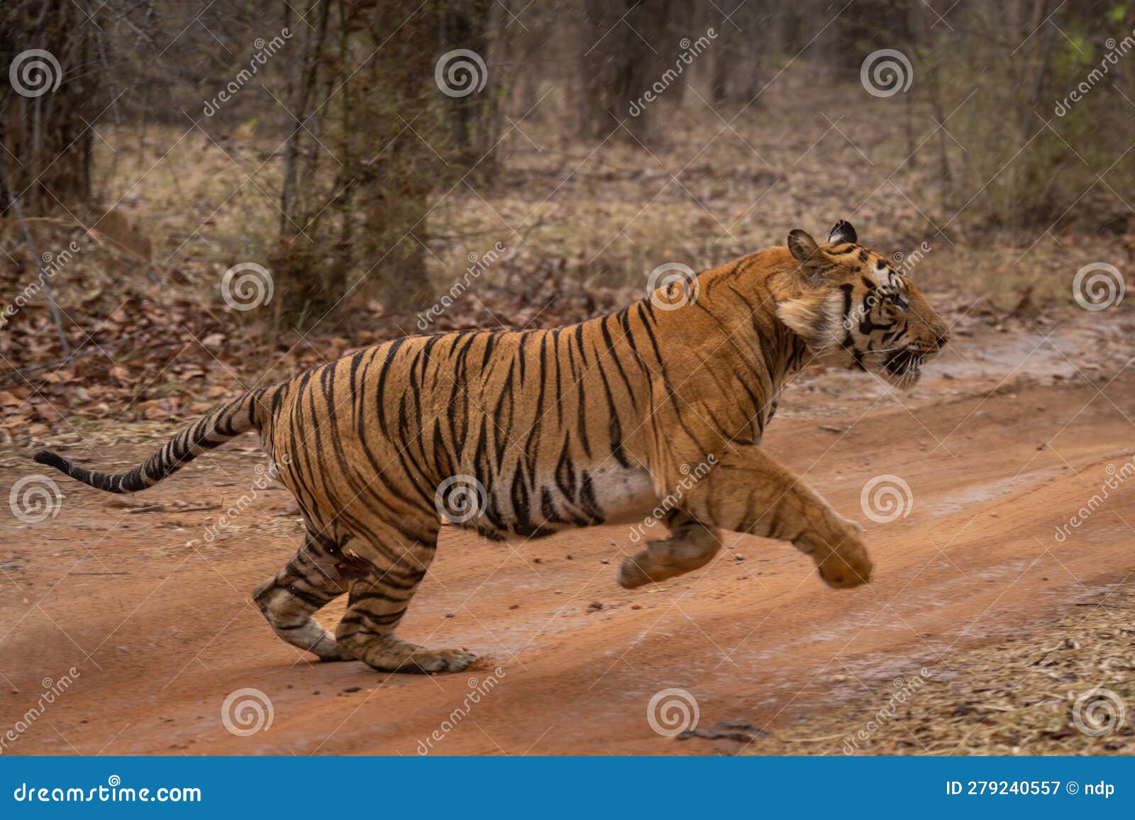 Bengal Tiger Racing Across Track in Forest Stock Image - Image of tree ...