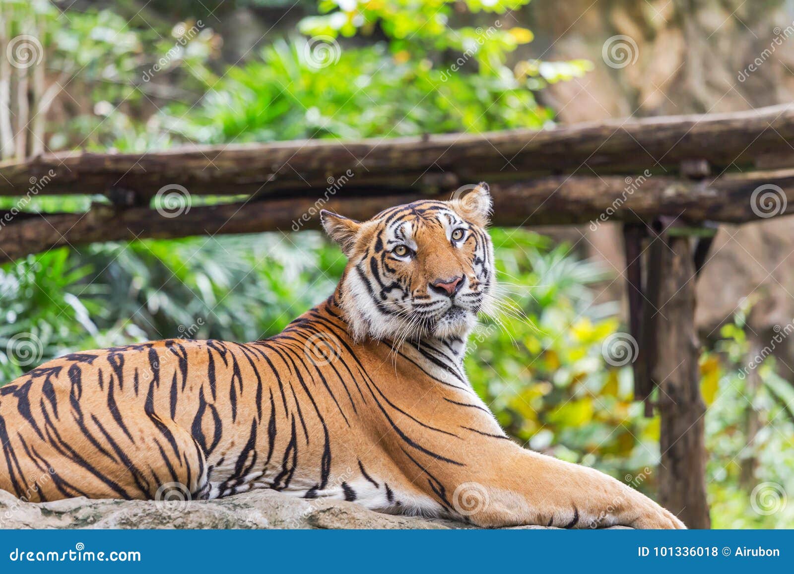 Bengal Tiger Relaxation in Nature Stock Photo - Image of anger, mammal ...