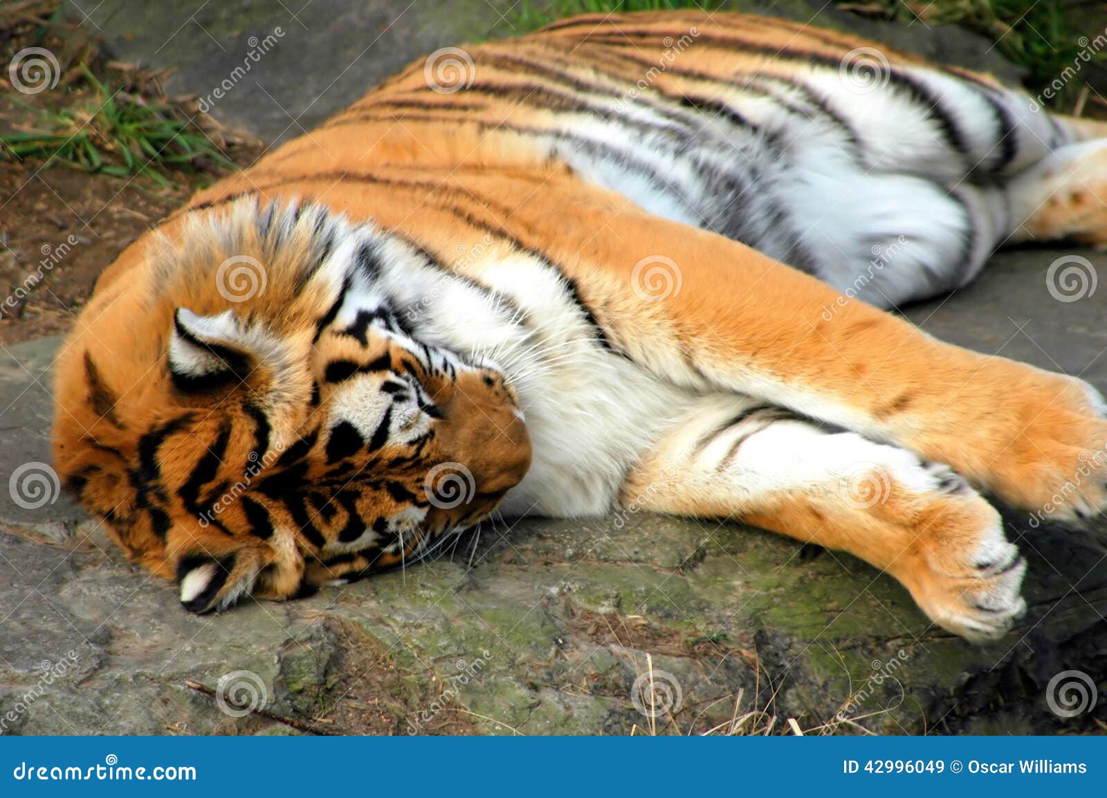 Bengal tiger. stock image. Image of nature, relaxing - 42996049