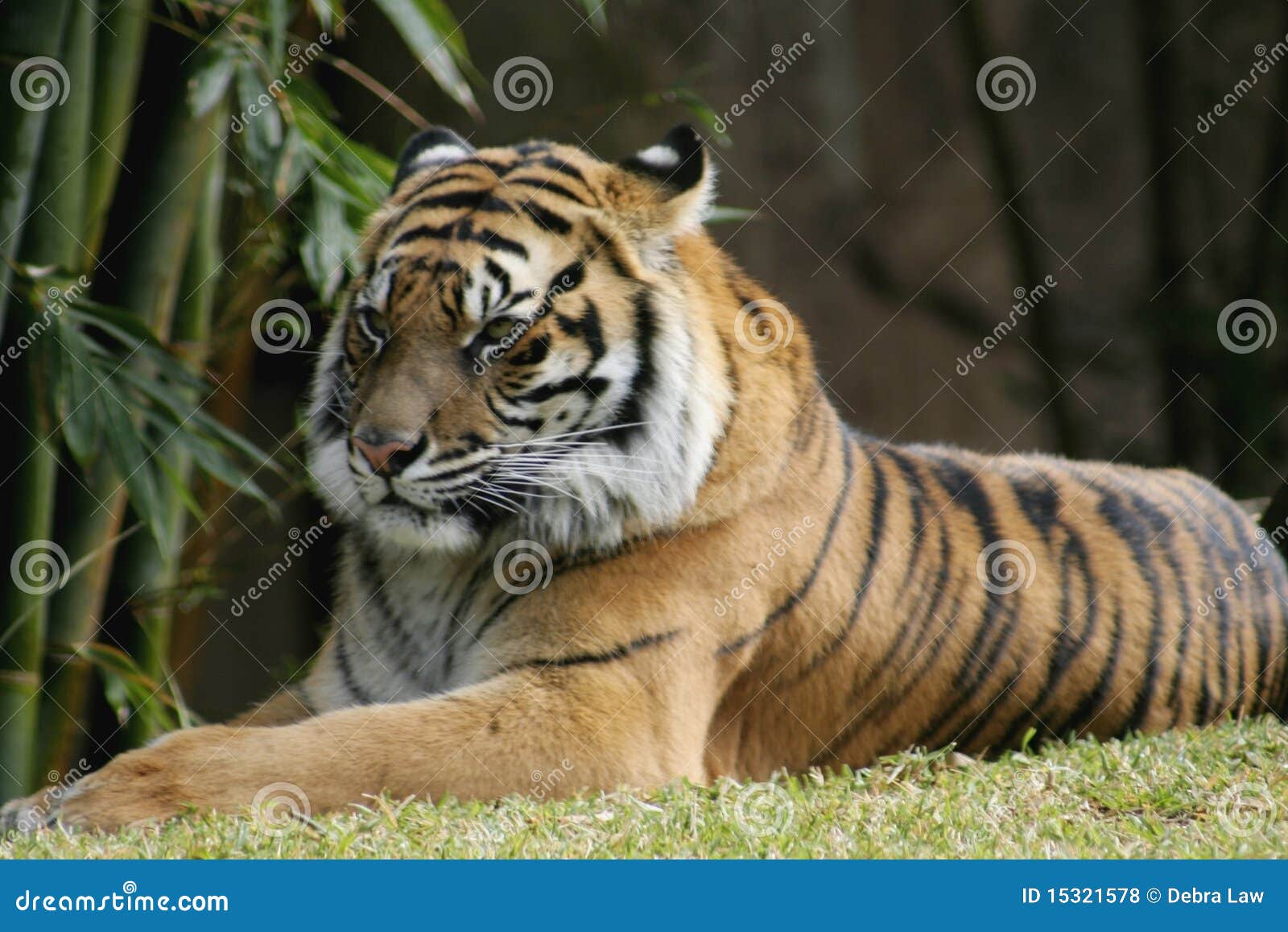 Bengal Tiger Relaxing in the Sun Stock Photo - Image of tiger, wildlife ...