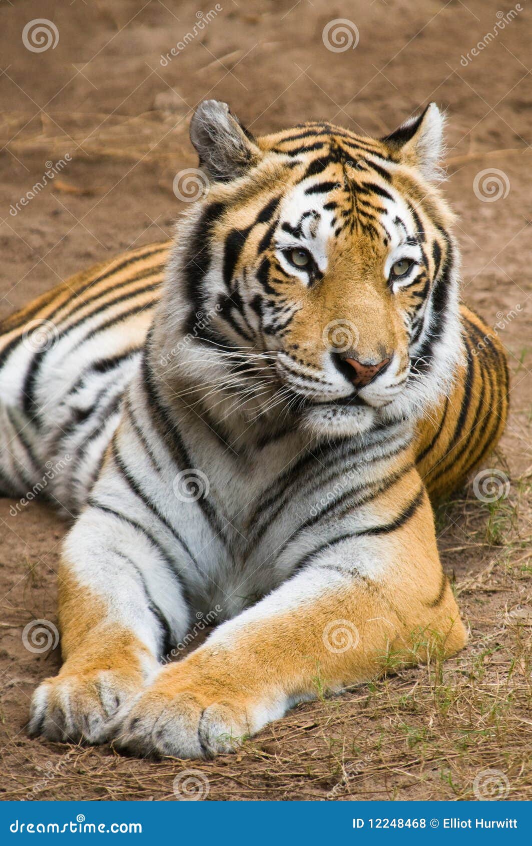 Bengal Tiger Resting stock photo. Image of endangered - 12248468