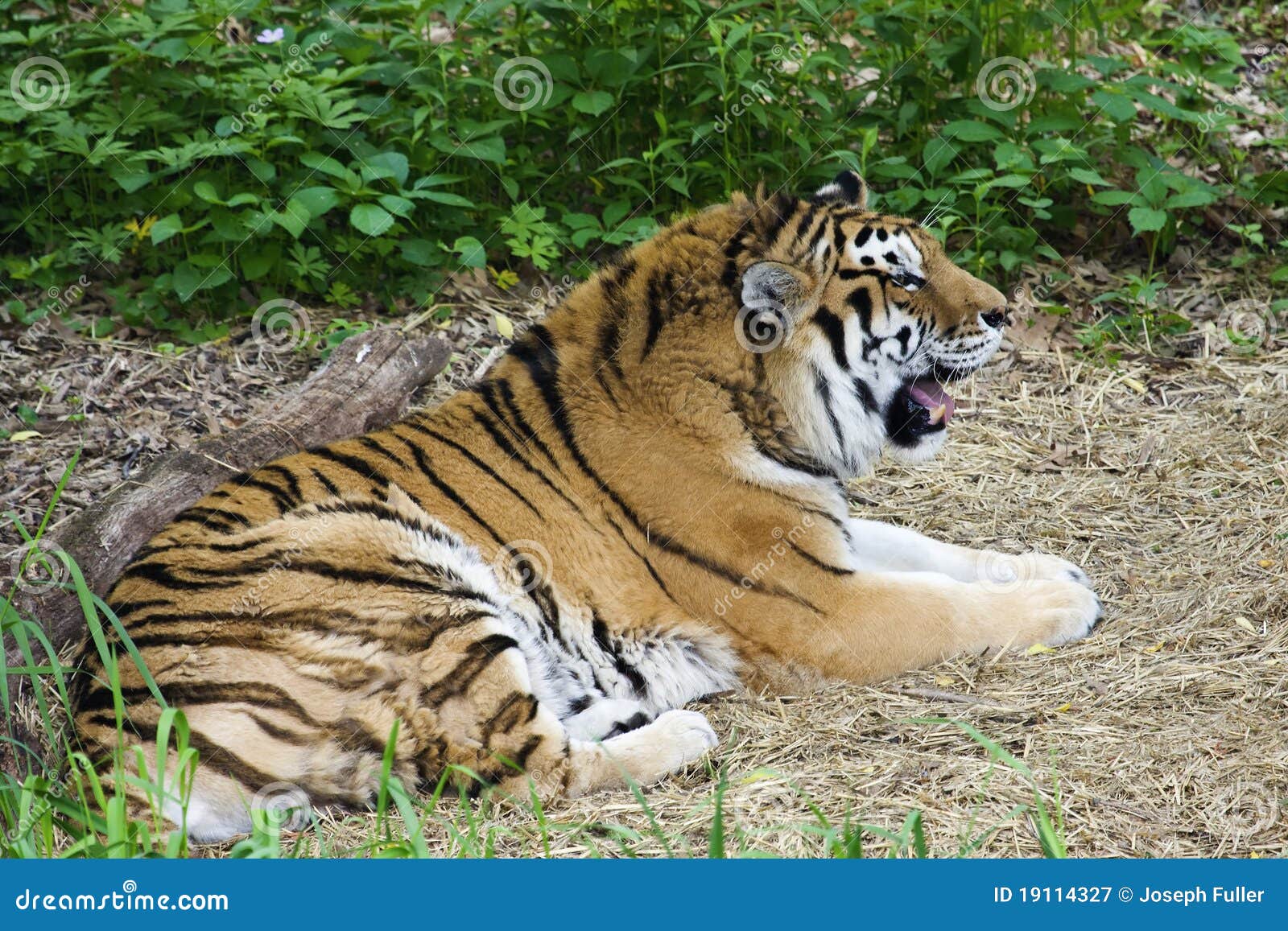 Bengal Tiger resting stock image. Image of laying, carnivore - 19114327