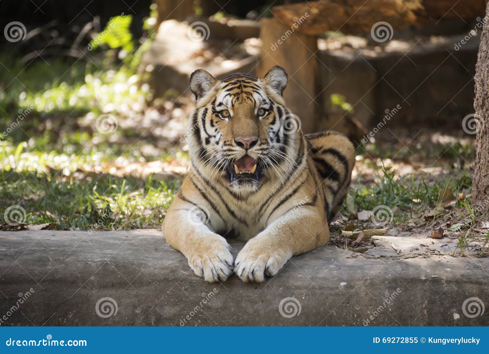 Bengal tiger resting stock image. Image of tigris, wild - 69272855