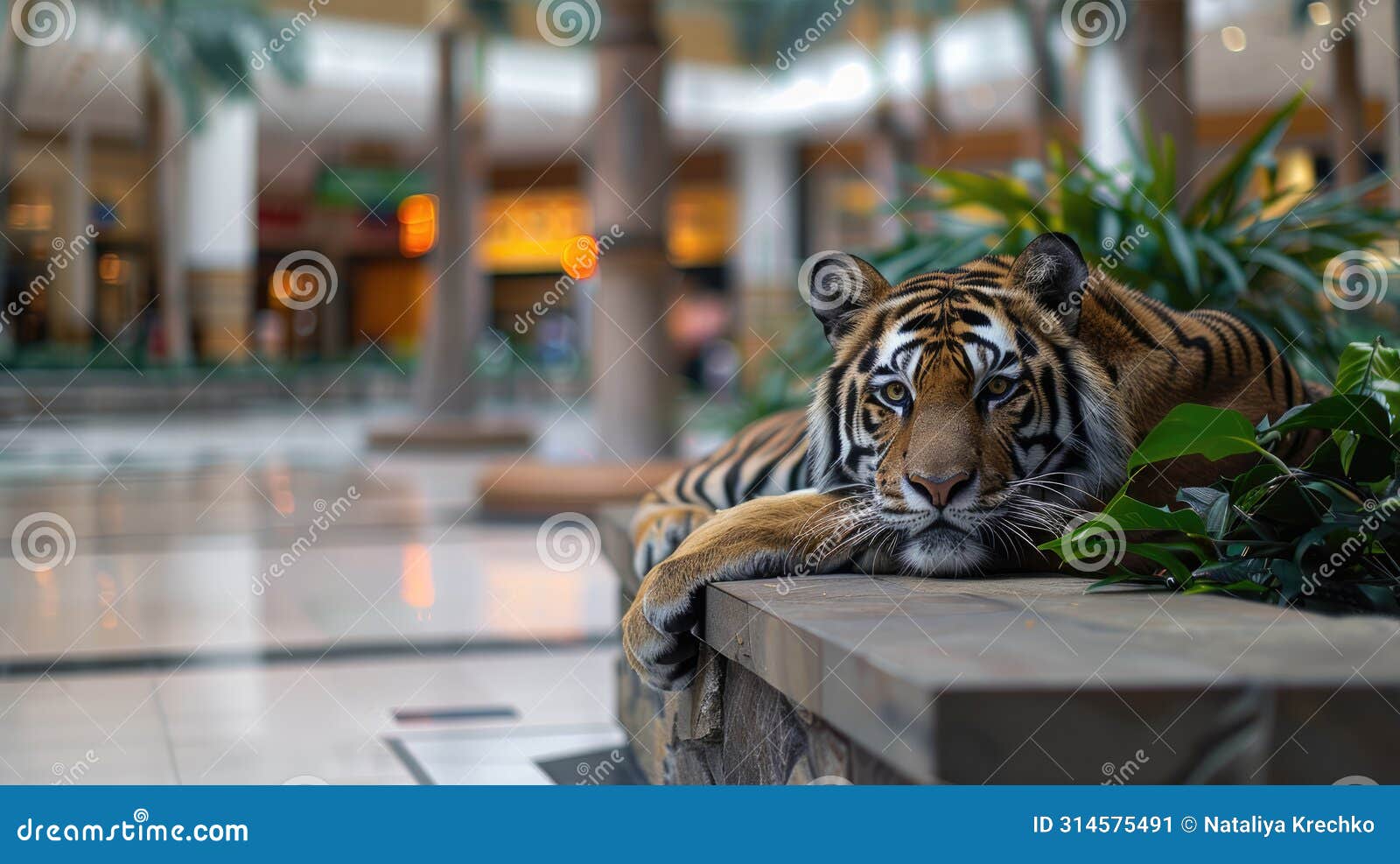 Bengal Tiger is Resting in a Mall. Stock Image - Image of wilderness ...