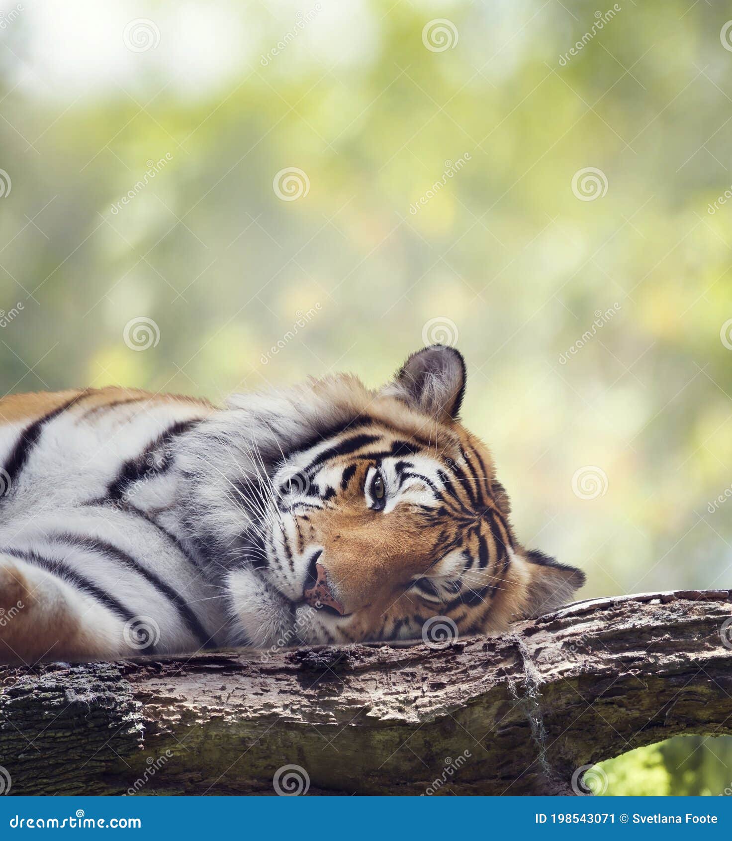 Tiger Resting Outdoors In The Cabarceno Zoo Stock Photo | CartoonDealer ...