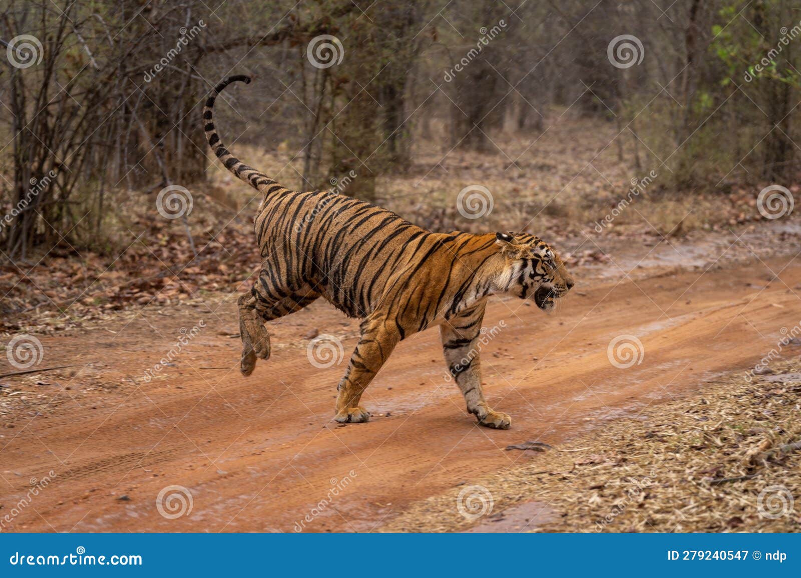 Bengal Tiger Runs Across Track in Woods Stock Image - Image of animal ...