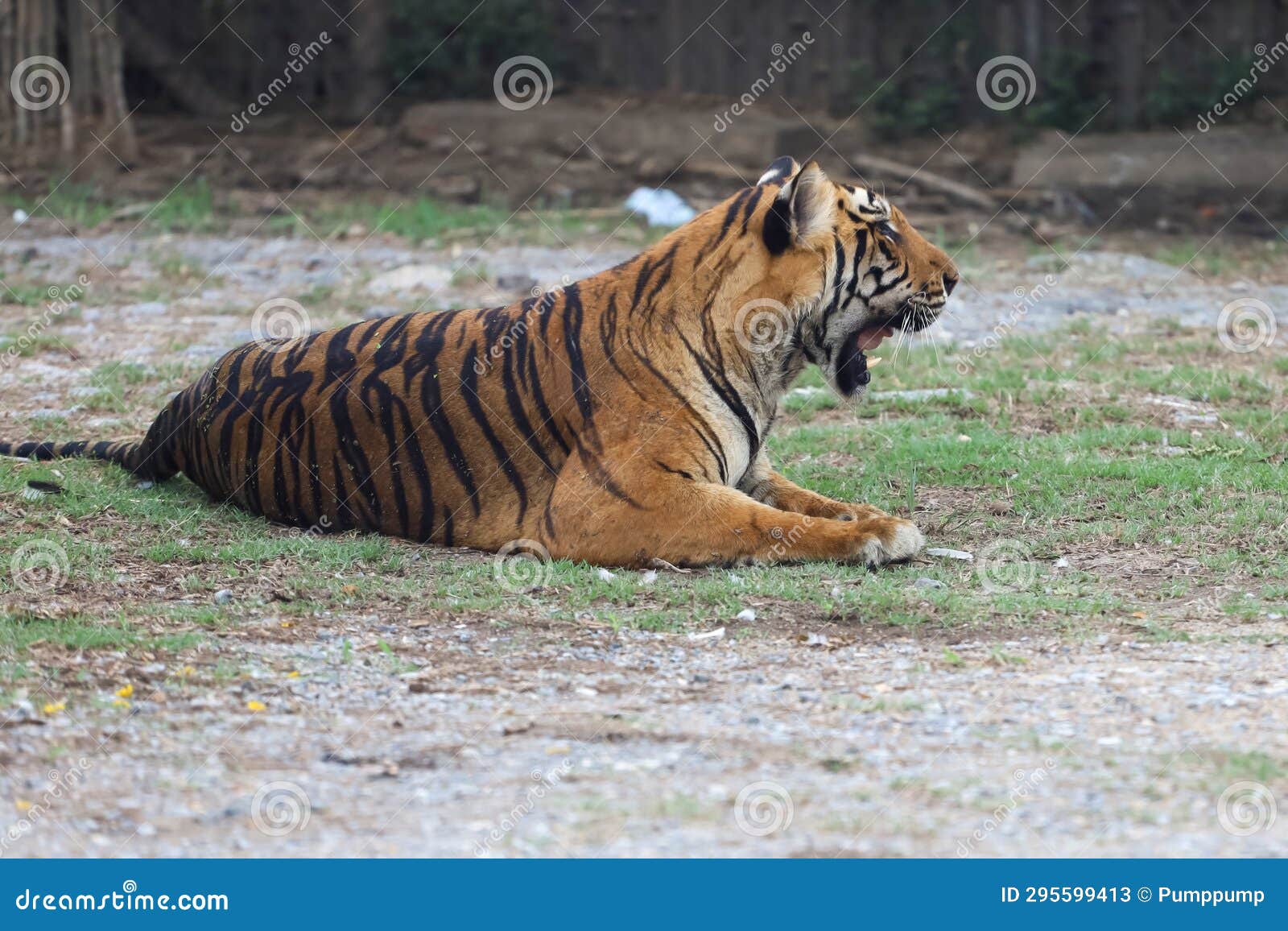 The Bengal Tiger is Sit and Rest in Garden Stock Image - Image of ...