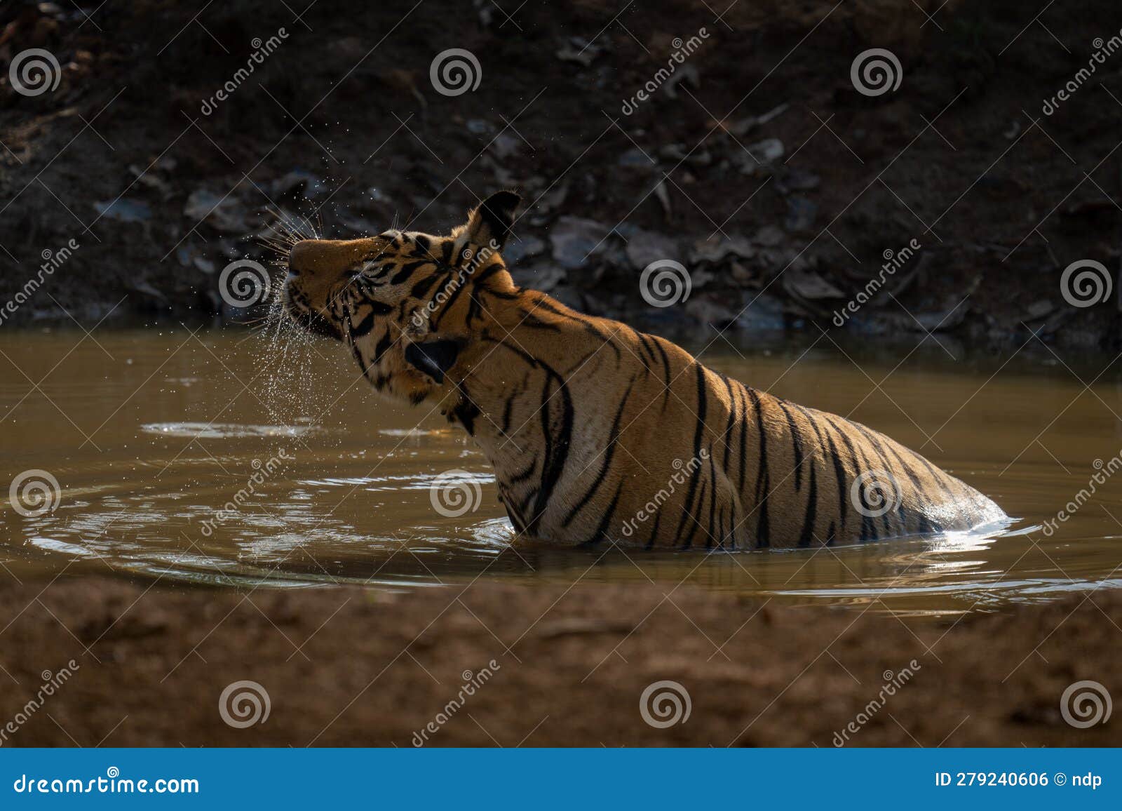 Waterhole Twisting Stock Photos - Free & Royalty-Free Stock Photos from ...