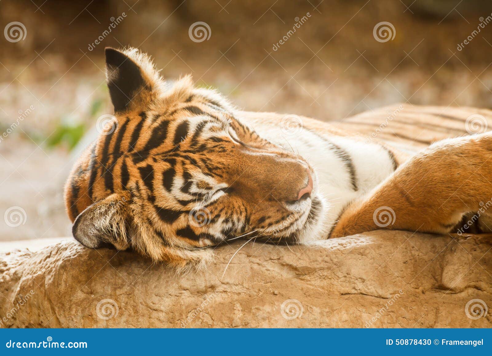 Tiger On The Timber. Stock Photography | CartoonDealer.com #81155570