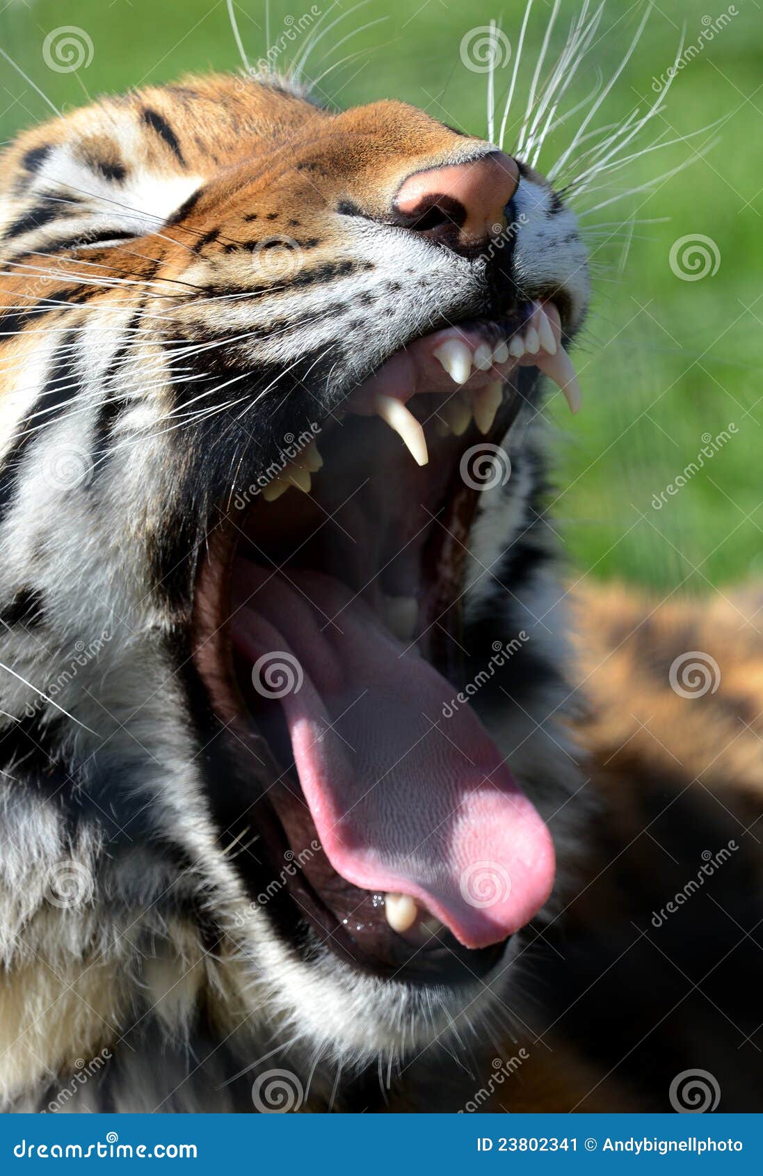 Bengal Tiger Snarl stock image. Image of teeth, whiskers - 23802341