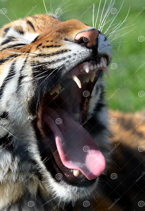 Bengal Tiger Snarl stock image. Image of teeth, whiskers - 23802341