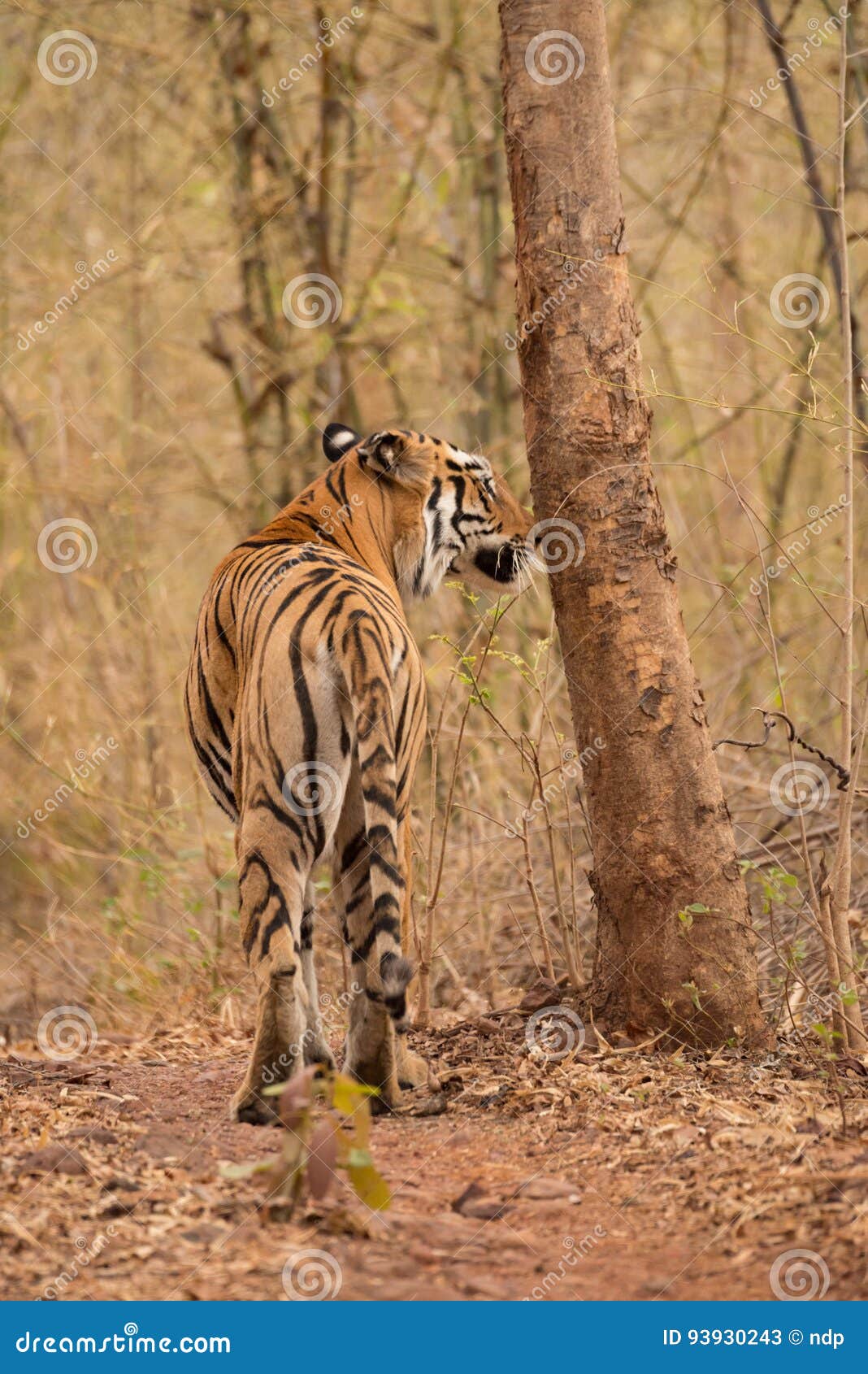 Bengal Tiger Sniffs Tree on Woodland Track Stock Image - Image of ...